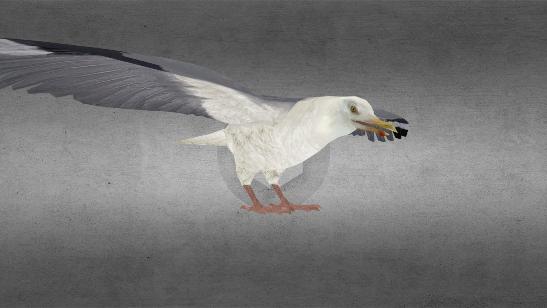 Seagull - Download Free 3D model by victorberdugo1 [c1ac96b] - Sketchfab