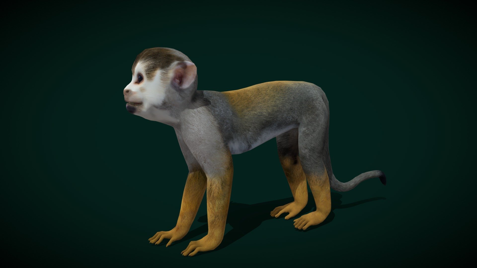 Squirrel Monkeys Saimiri (Game Ready) - Buy Royalty Free 3D model by ...