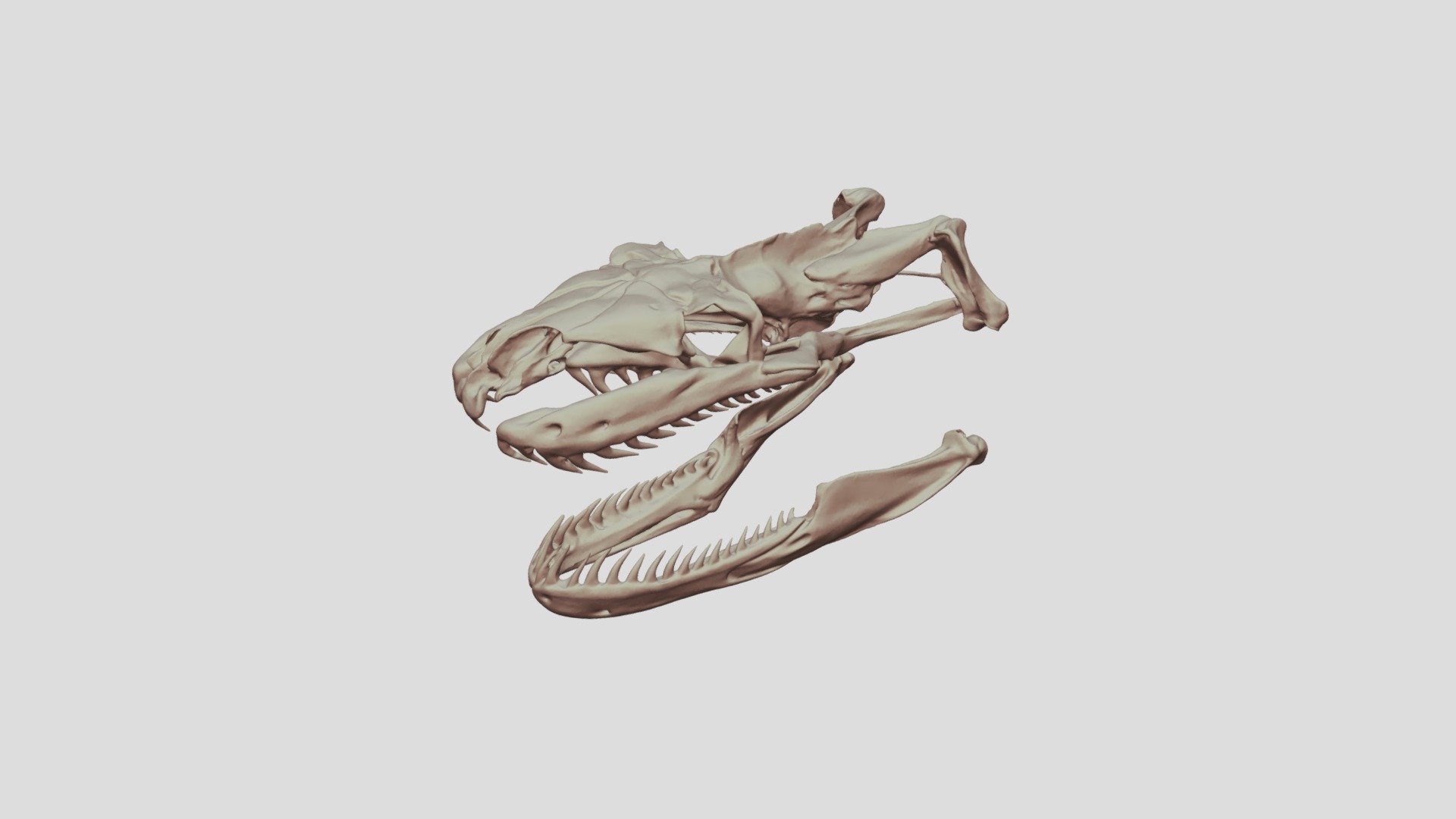 Malayopython reticulatus skull - 3D model by zhaotongmini [c1b0c19 ...