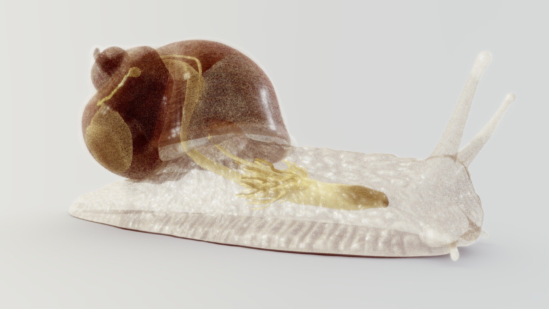 Helix pomatia - added reproductive organs. - 3D model by Mieke Roth ...