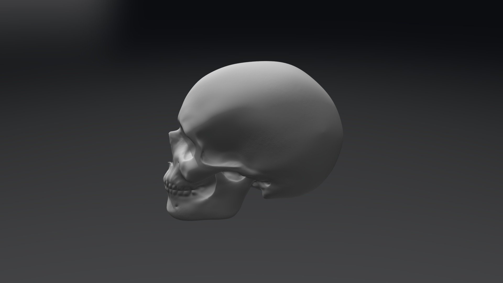 human skull - 3D model by HARDY-LAUDRIN [c1b8a45] - Sketchfab