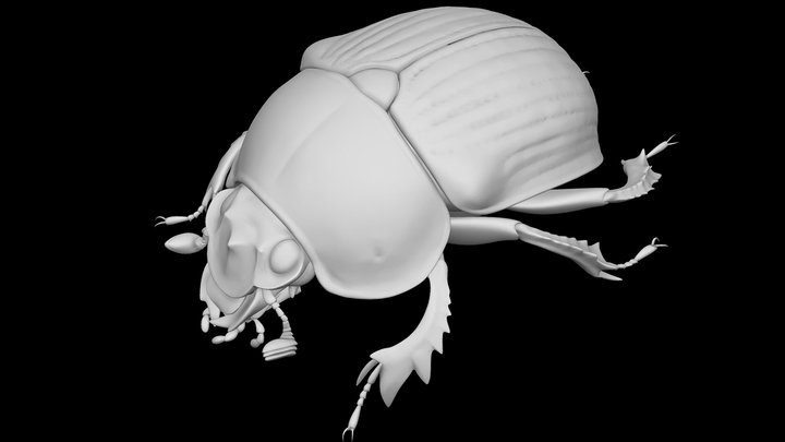 Beetle 3D models - Sketchfab
