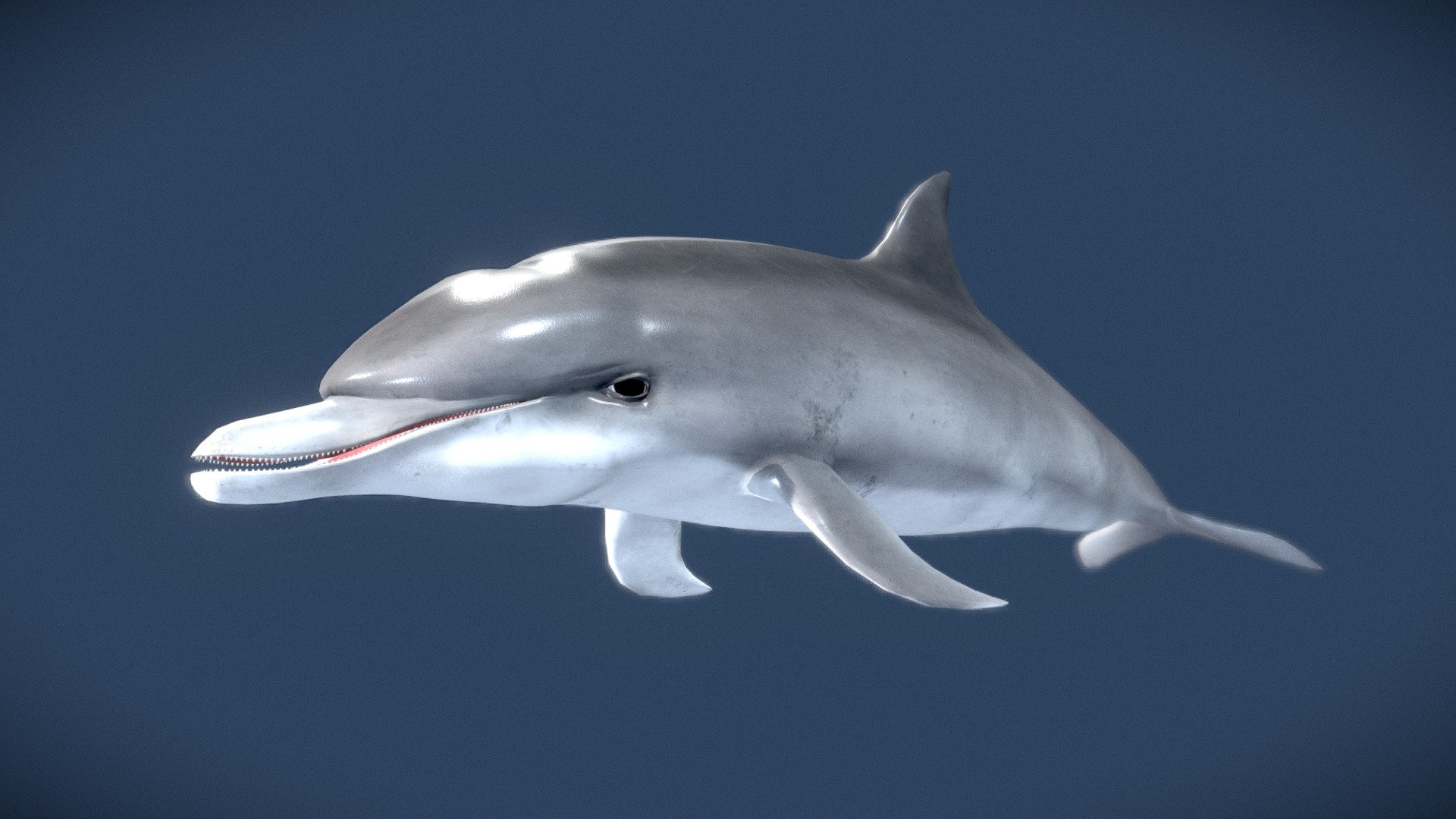 Bottlenose dolphin - 3D model by ABOOOH [c1c4b23] - Sketchfab