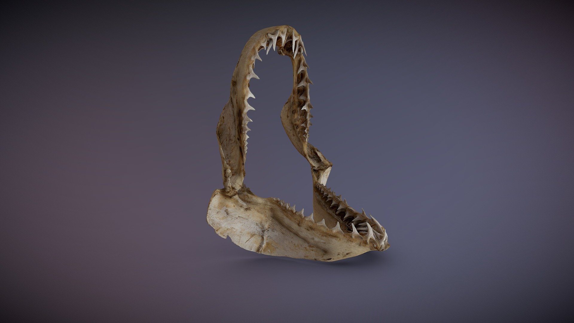 Shark jaw - 3D model by www.Helicoidale.com (@helicoidale) [c1c4dc8 ...