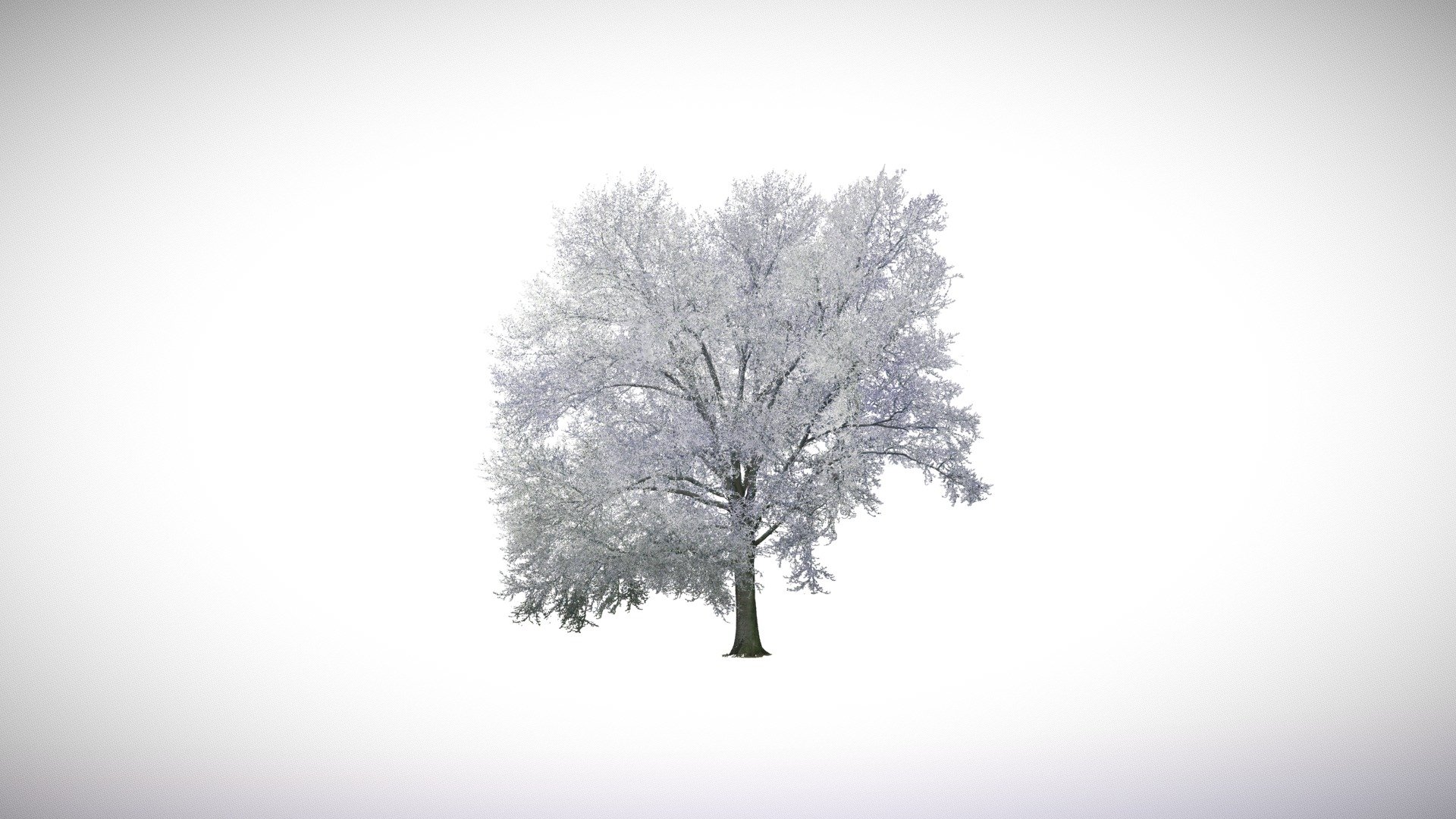 Alderman Oak/Pin Oak - 3D model by mvs3pn [c1c794d] - Sketchfab