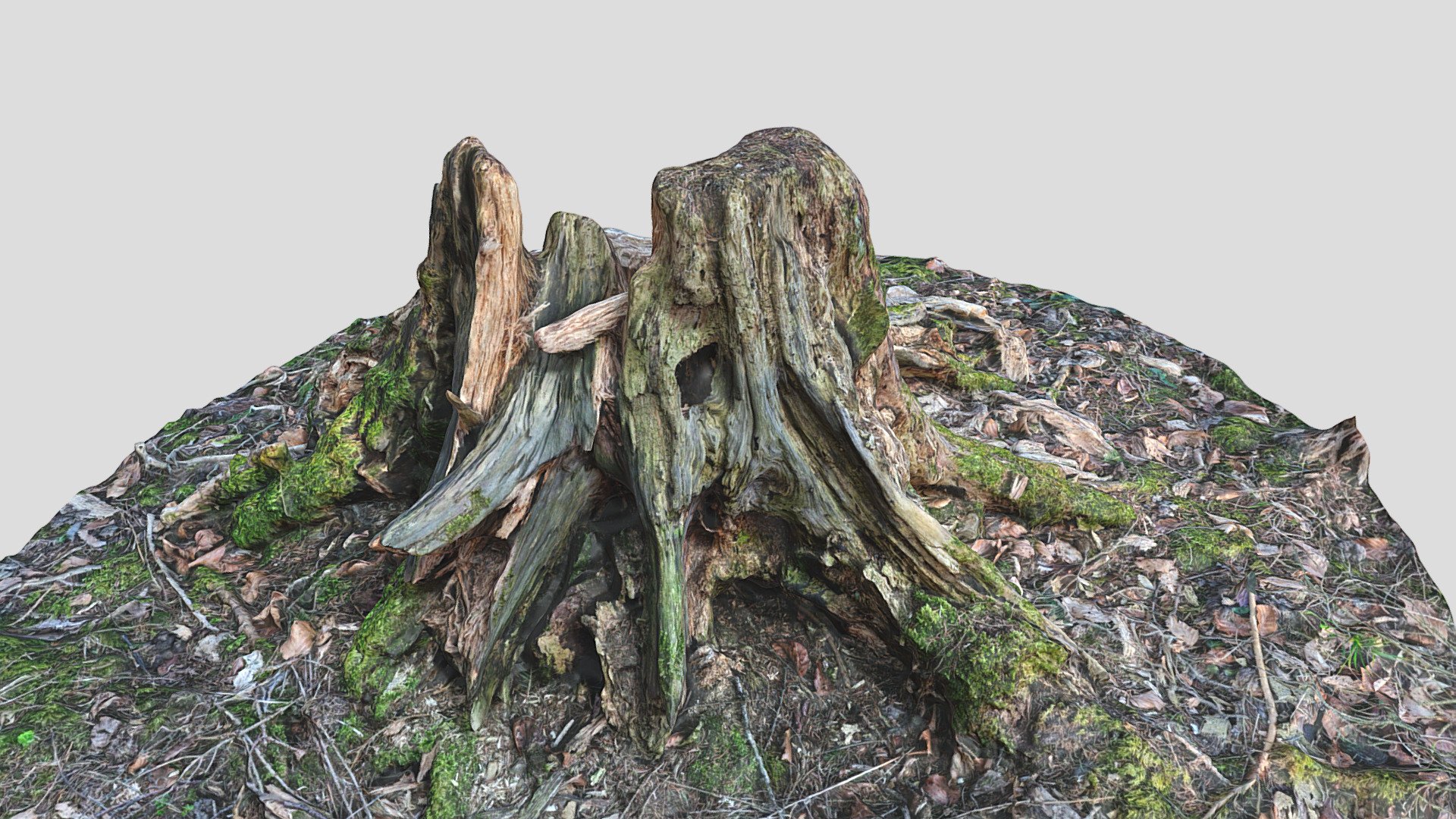 Tree stump scan 8k 045 - Buy Royalty Free 3D model by immerge [c1c7e00 ...