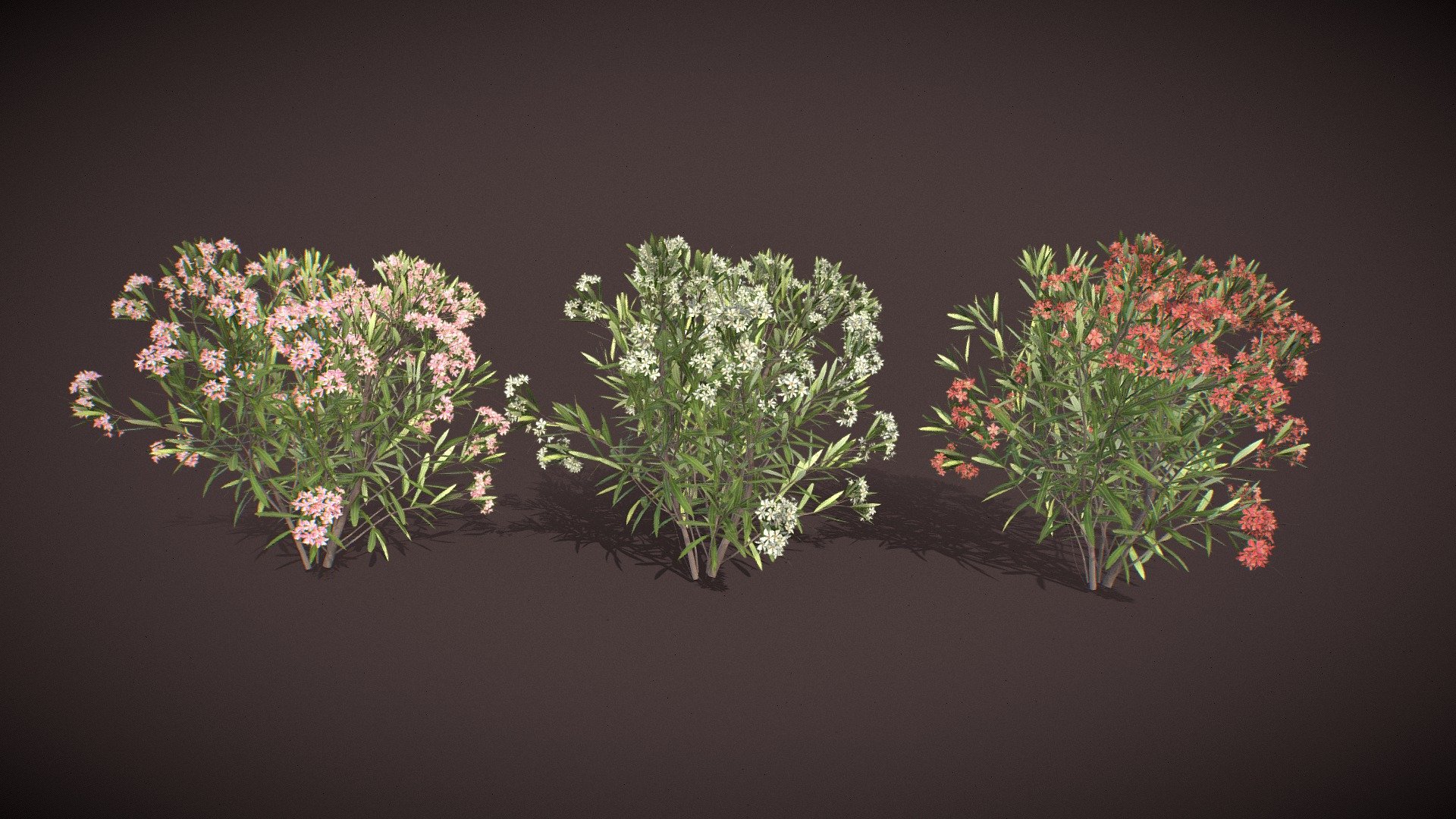 White, Pink, Red Oleander - Mediterranean - Buy Royalty Free 3D model ...