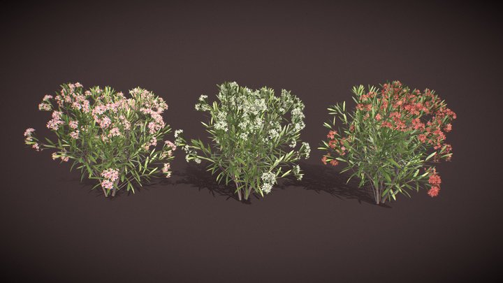 Oleander 3D models - Sketchfab