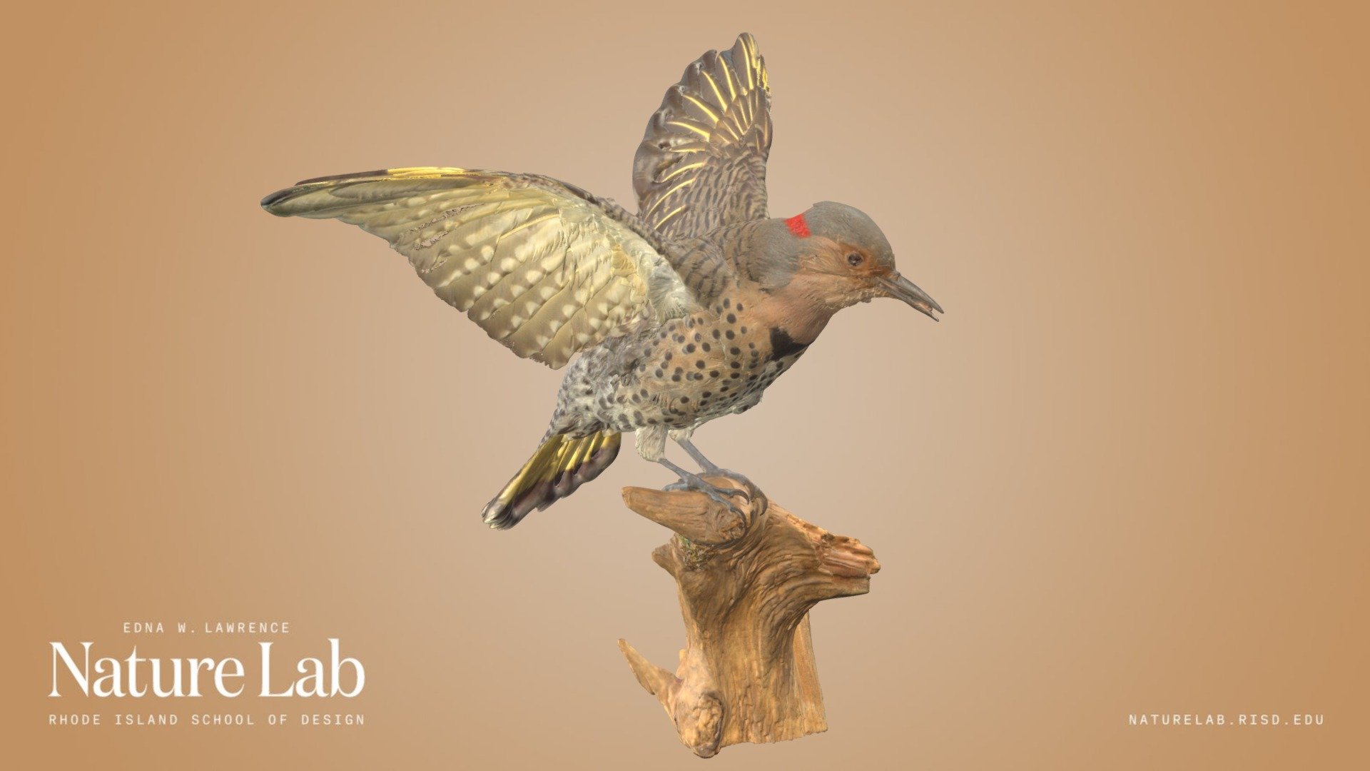Northern Flicker - Download Free 3D model by RISD Nature Lab ...