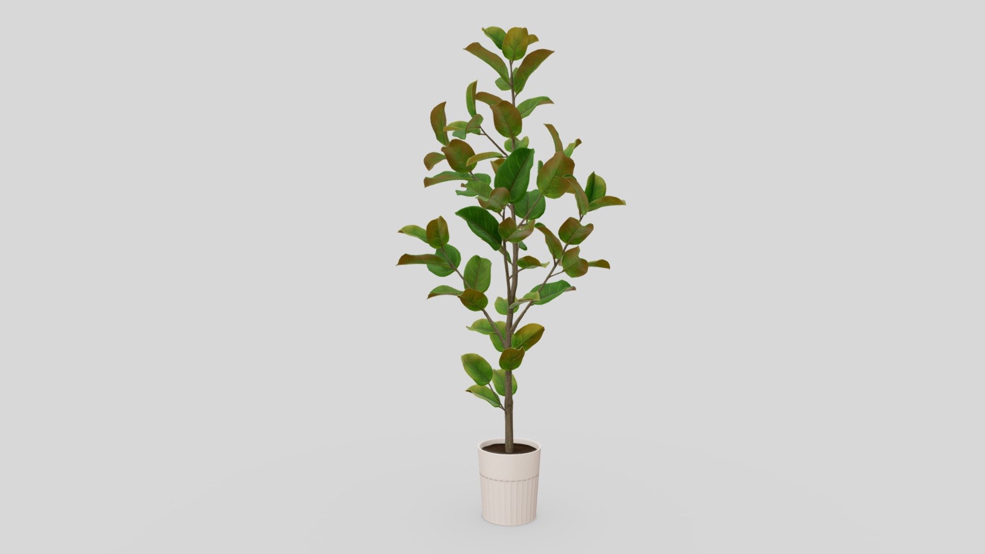 Magnolia - 3D model by taiyuanyanlin [c1d1661] - Sketchfab