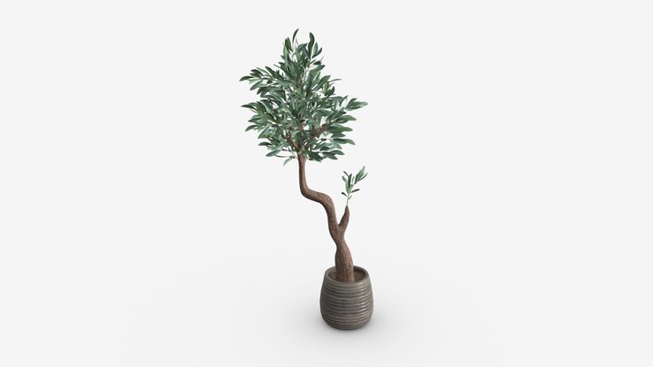 Olive 3D models - Sketchfab
