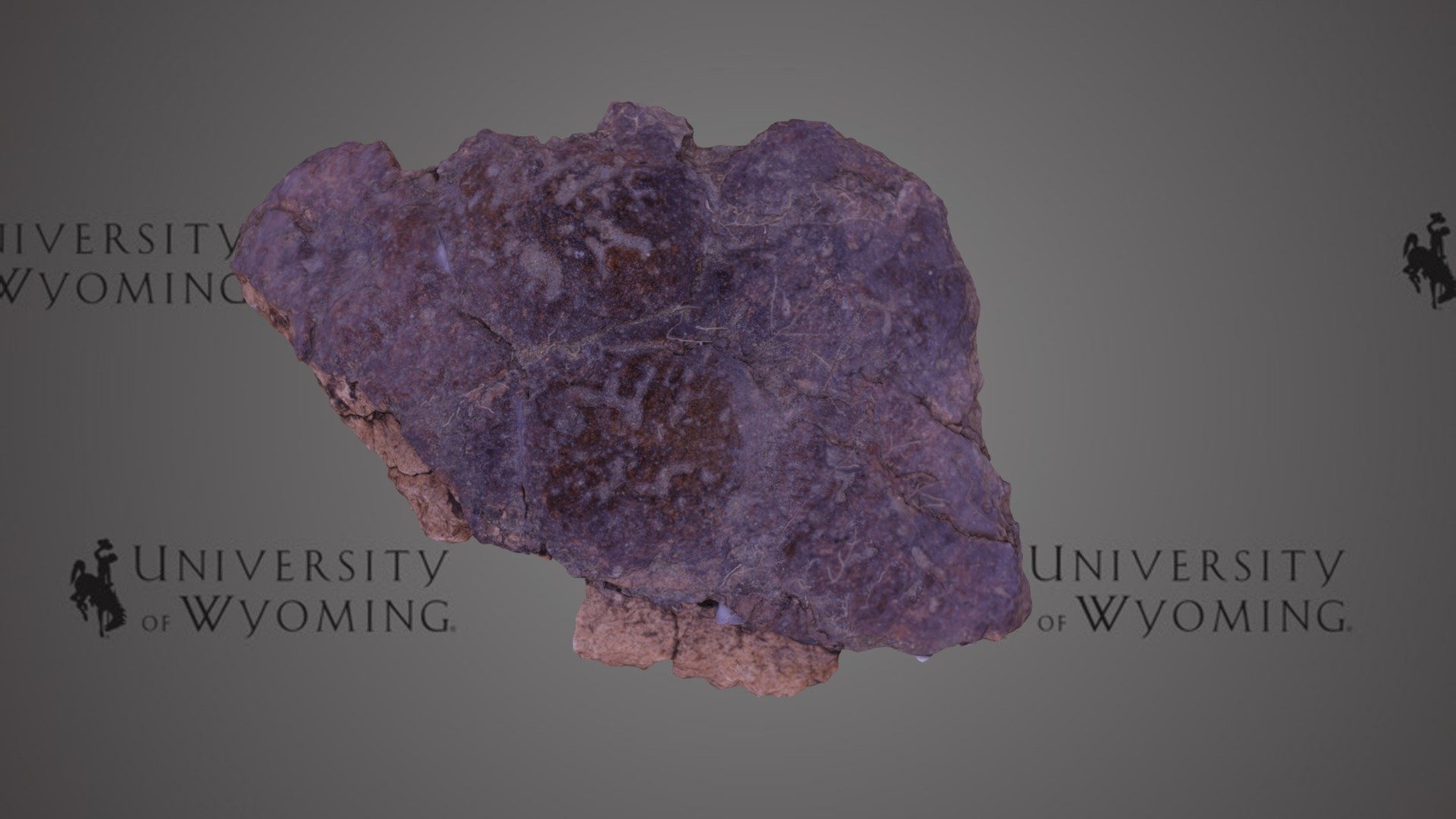 UW 34391, Skin Impression #1 - Download Free 3D model by University of ...