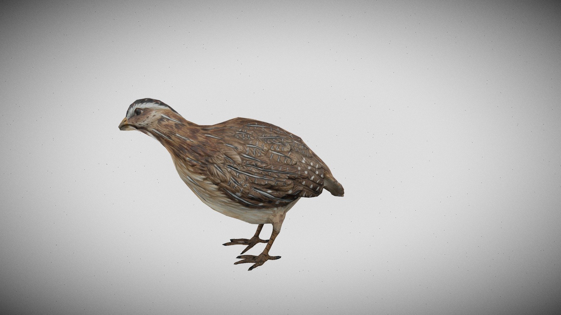 Capodimonte Porcelain quail 2/2 - Download Free 3D model by ...