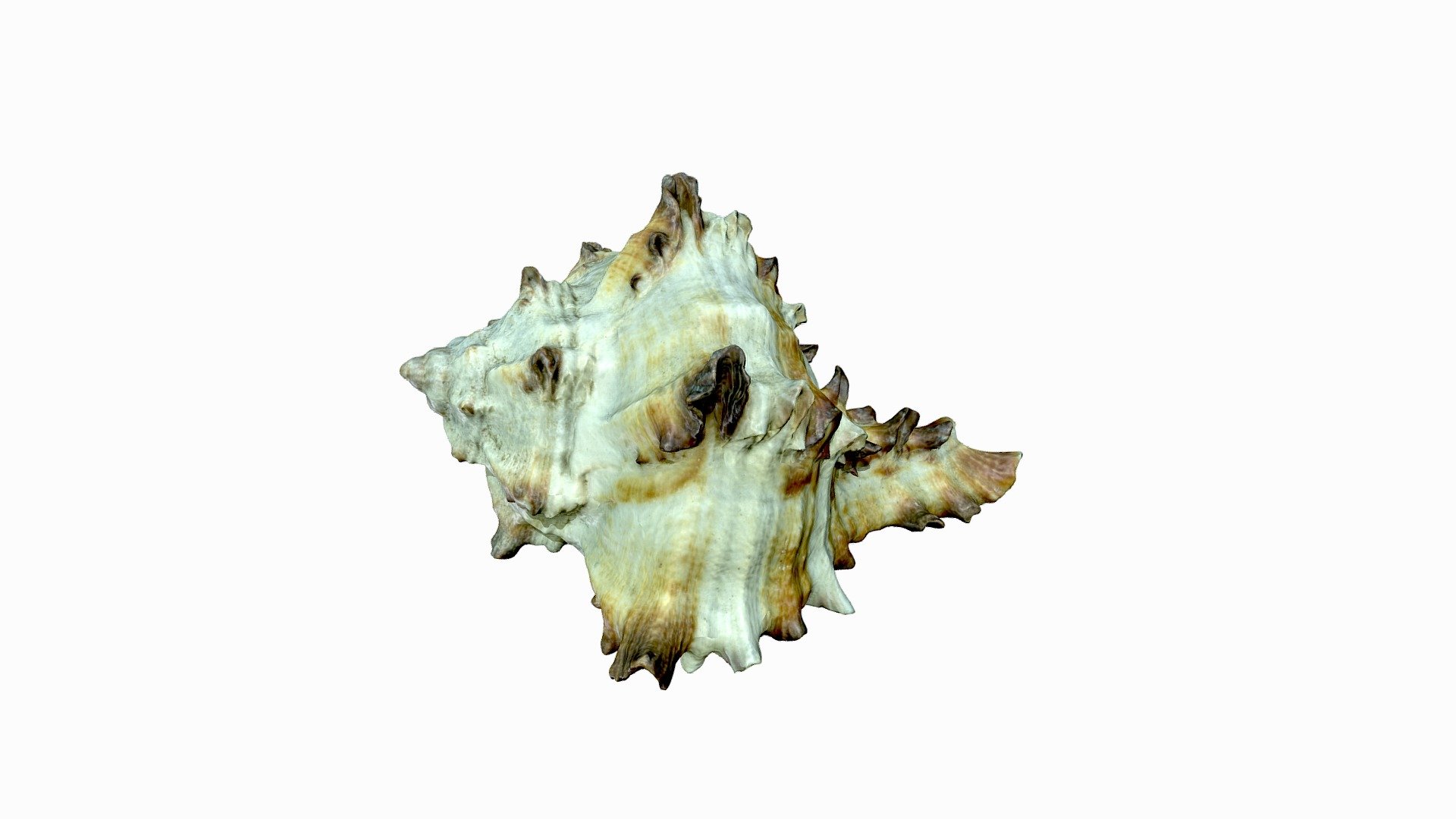 Seashell_020 scan - 3D model by JFPhotoscans [c1ecbd3] - Sketchfab
