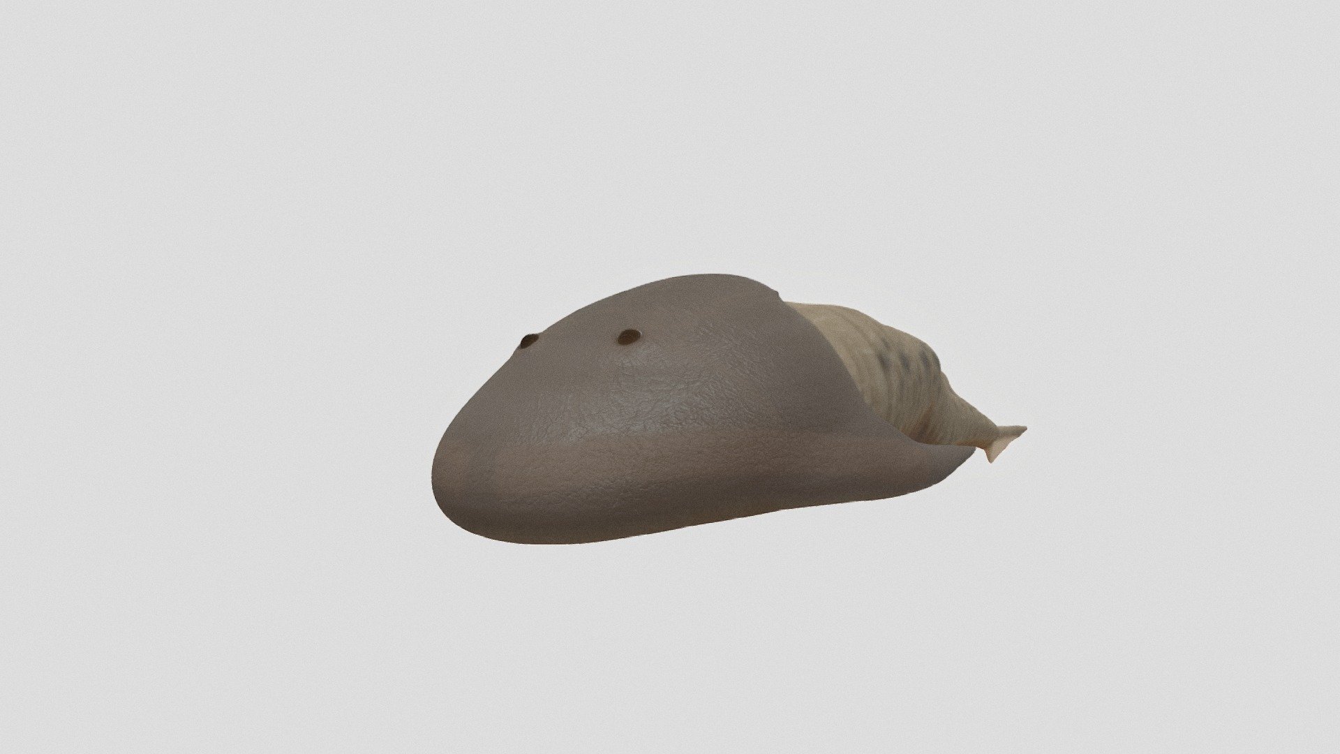 Cephalaspis - 3D model by Fnalowh [c1ed1fd] - Sketchfab