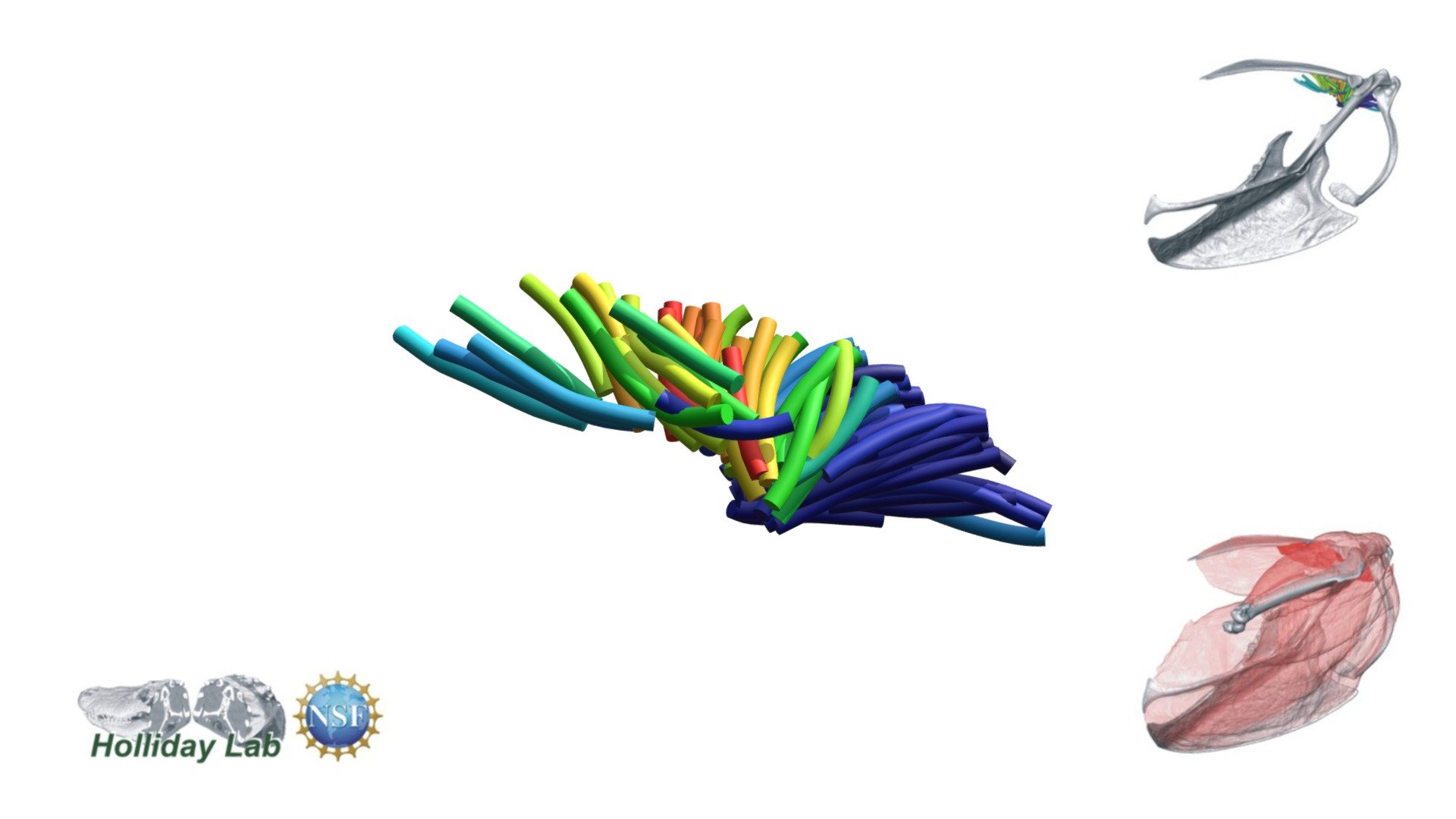 Figure 17. Starling subscapularis - 3D model by Holliday Lab (@holliday ...