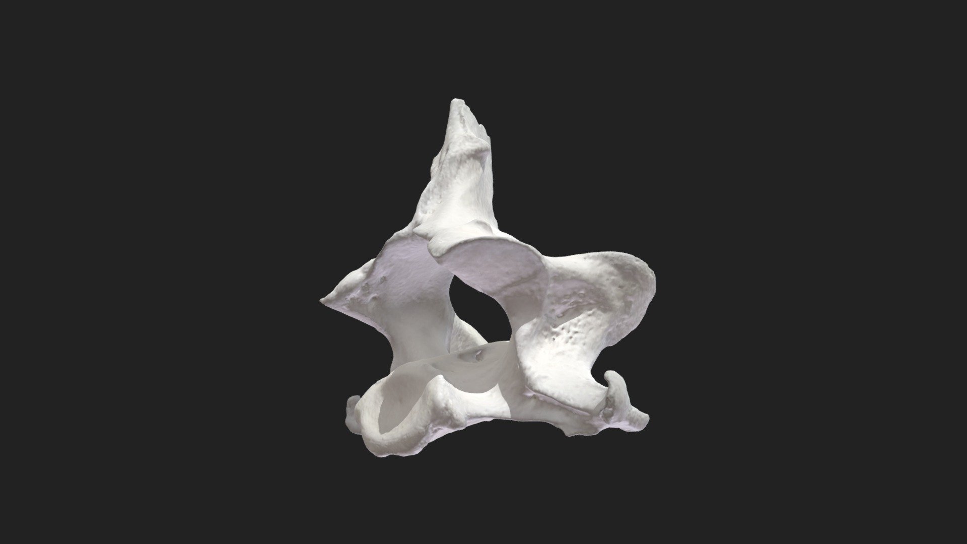 7th cervical vertebra cat - 3D model by vetanatMunich [c1f0203] - Sketchfab