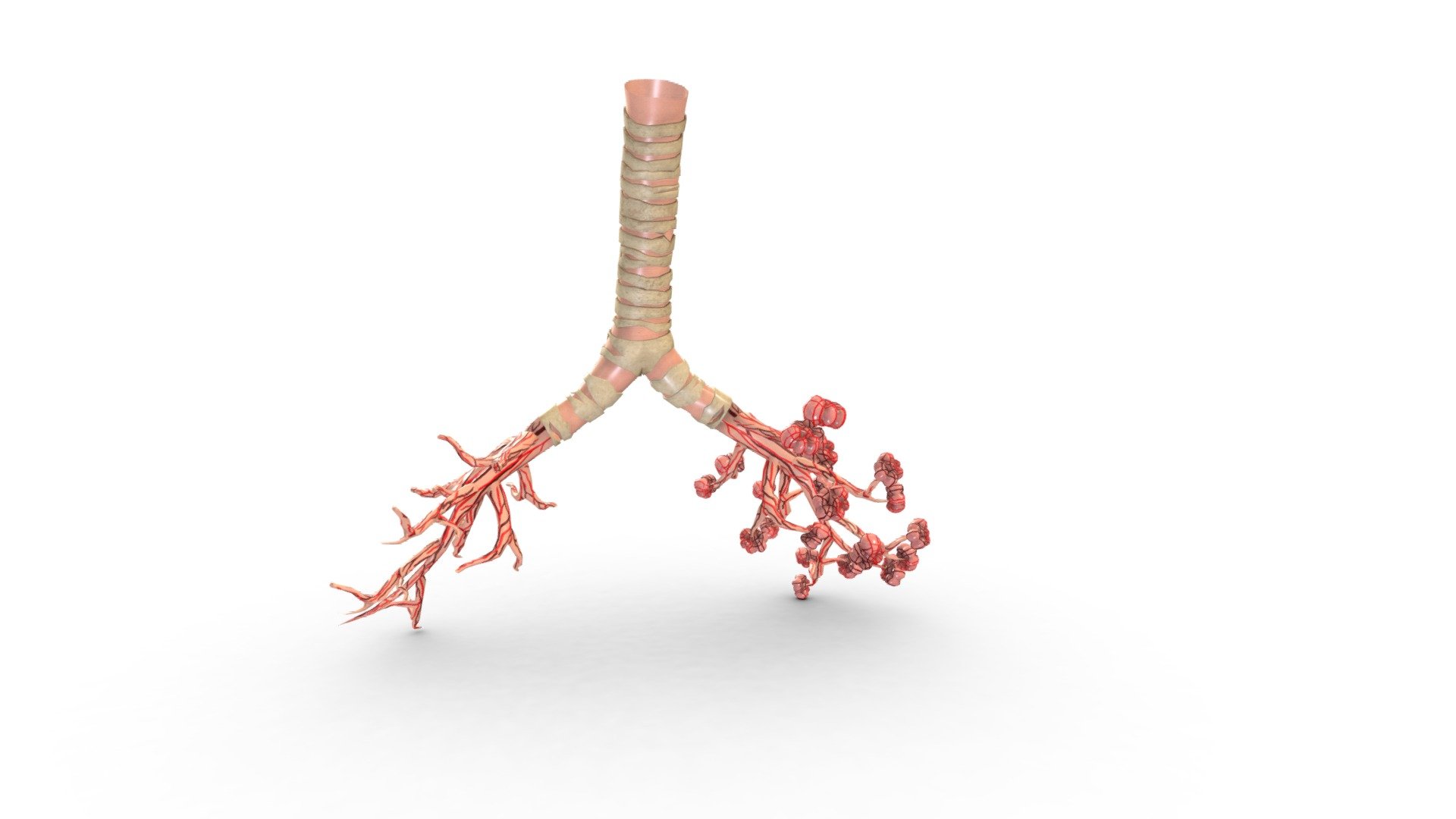 3D Bronchus Model - 3D model by artisan3dventures [c1f1686] - Sketchfab