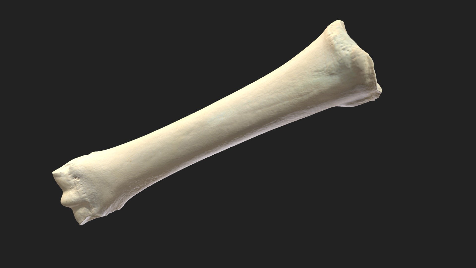 3rd metatarsal bone (os metatarsale III) horse - 3D model by ...