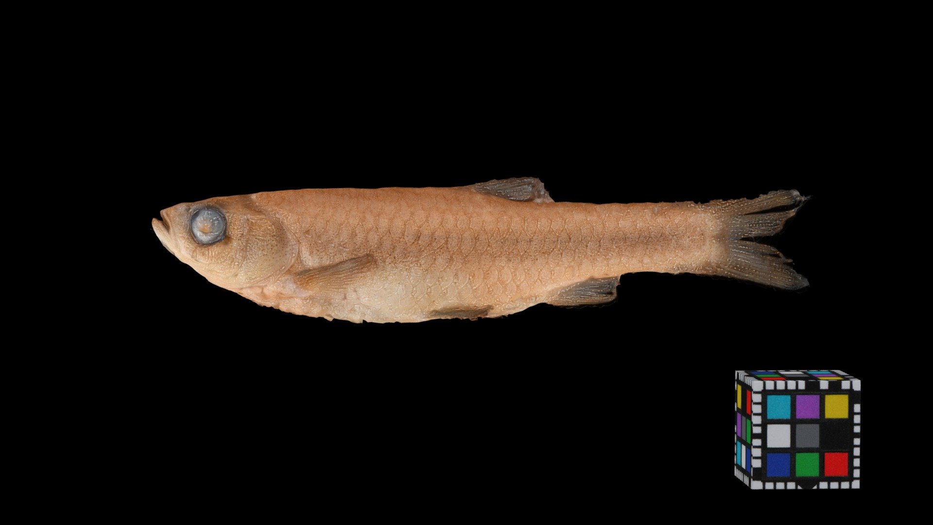 ヒナモロコ Aphyocypris chinensis - 3D model by ffish.asia / floraZia.com ...