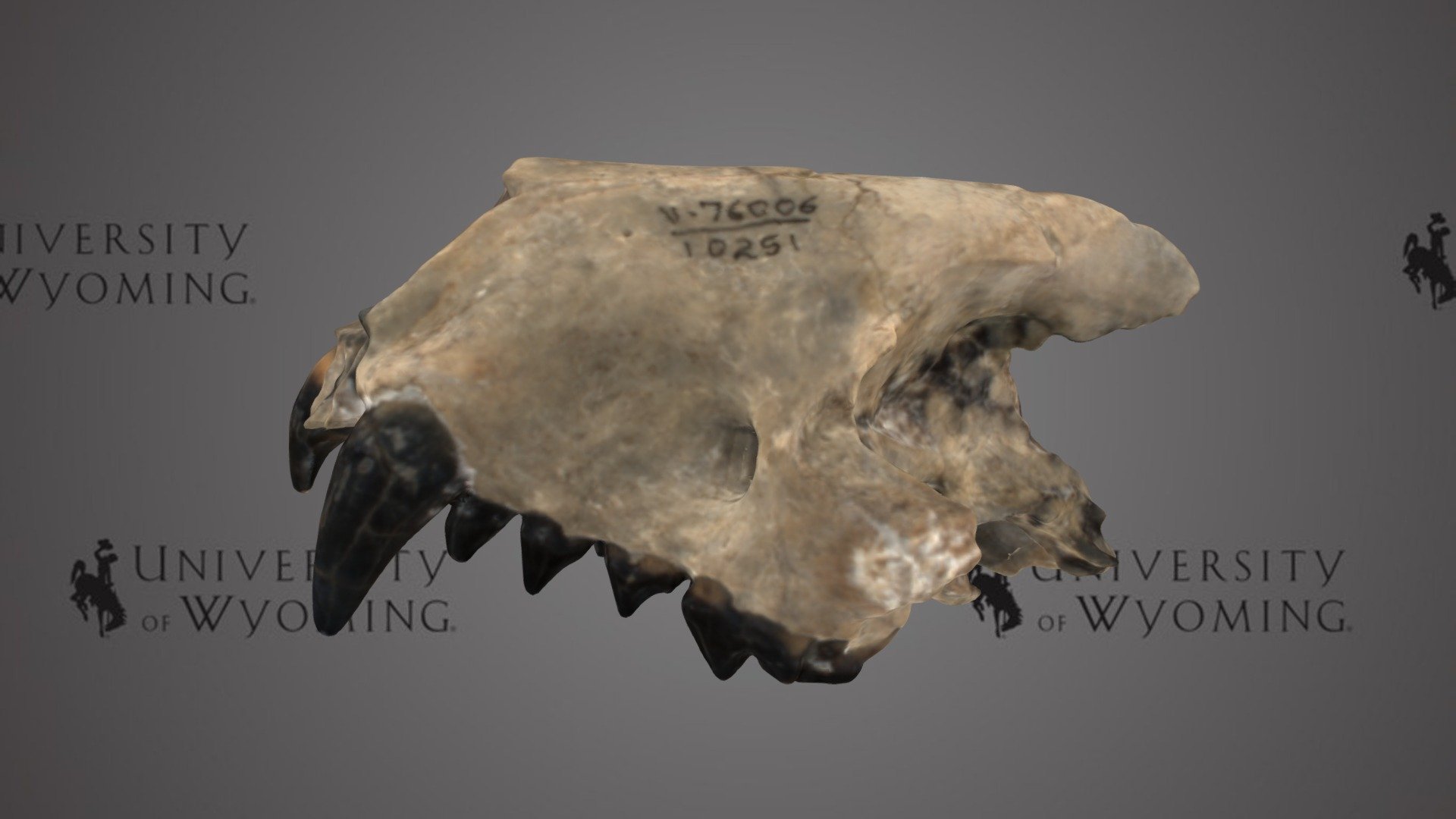 UW10251 - Mesocyon venator, Skull - Download Free 3D model by ...