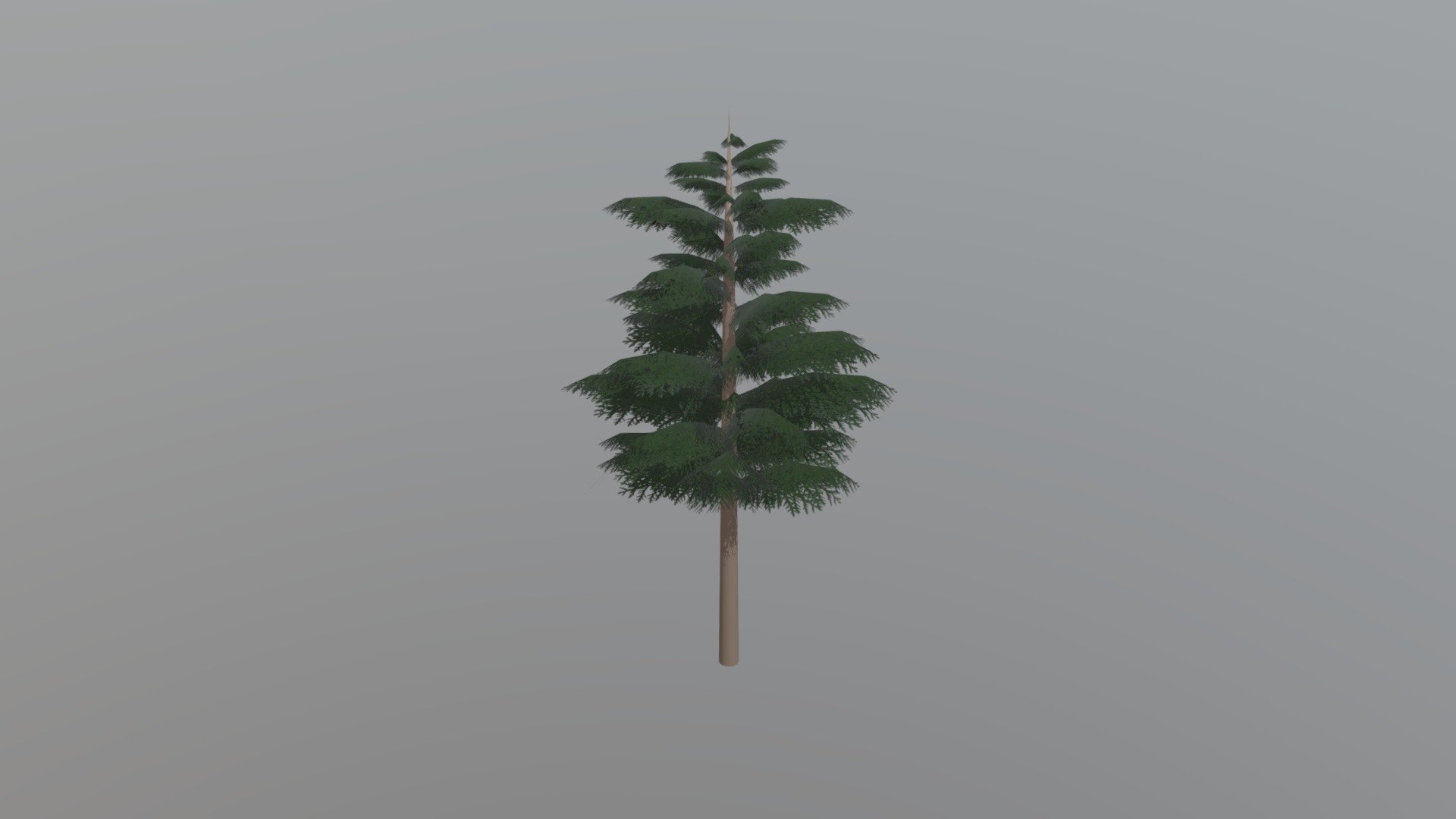 Fir Tree - 3D model by oiltho [c209676] - Sketchfab
