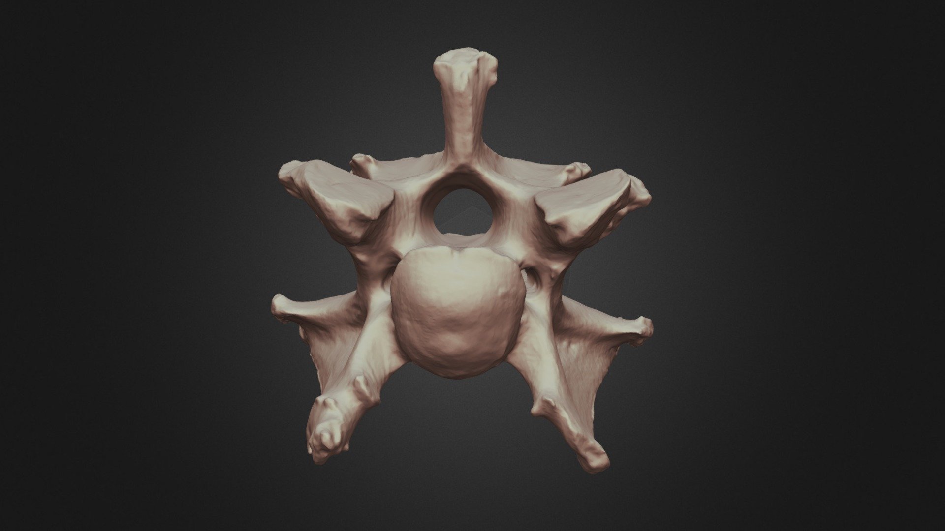 DEER CERVICAL VERTEBRAE - 3D model by Lakehead Anthropology ...