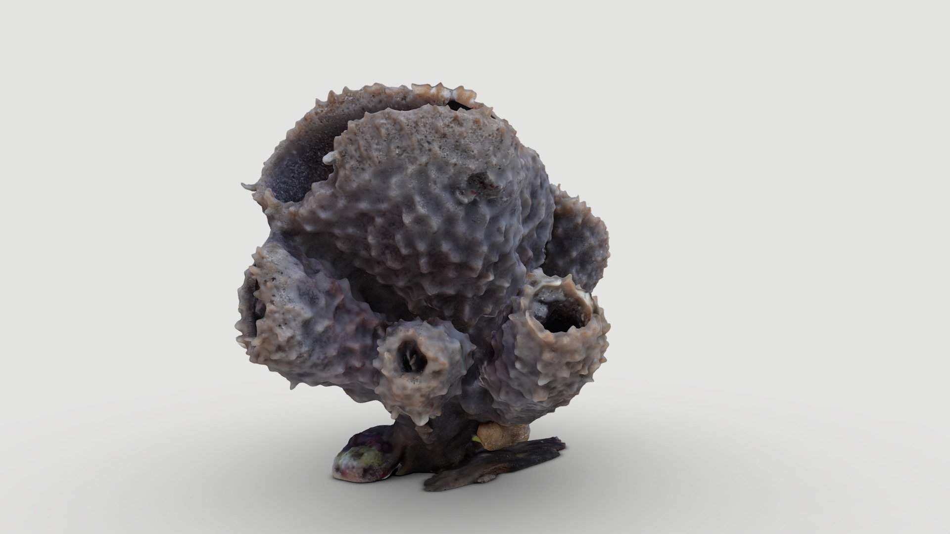 Sponge 1 - Download Free 3D model by martin.broen [c210bb7] - Sketchfab