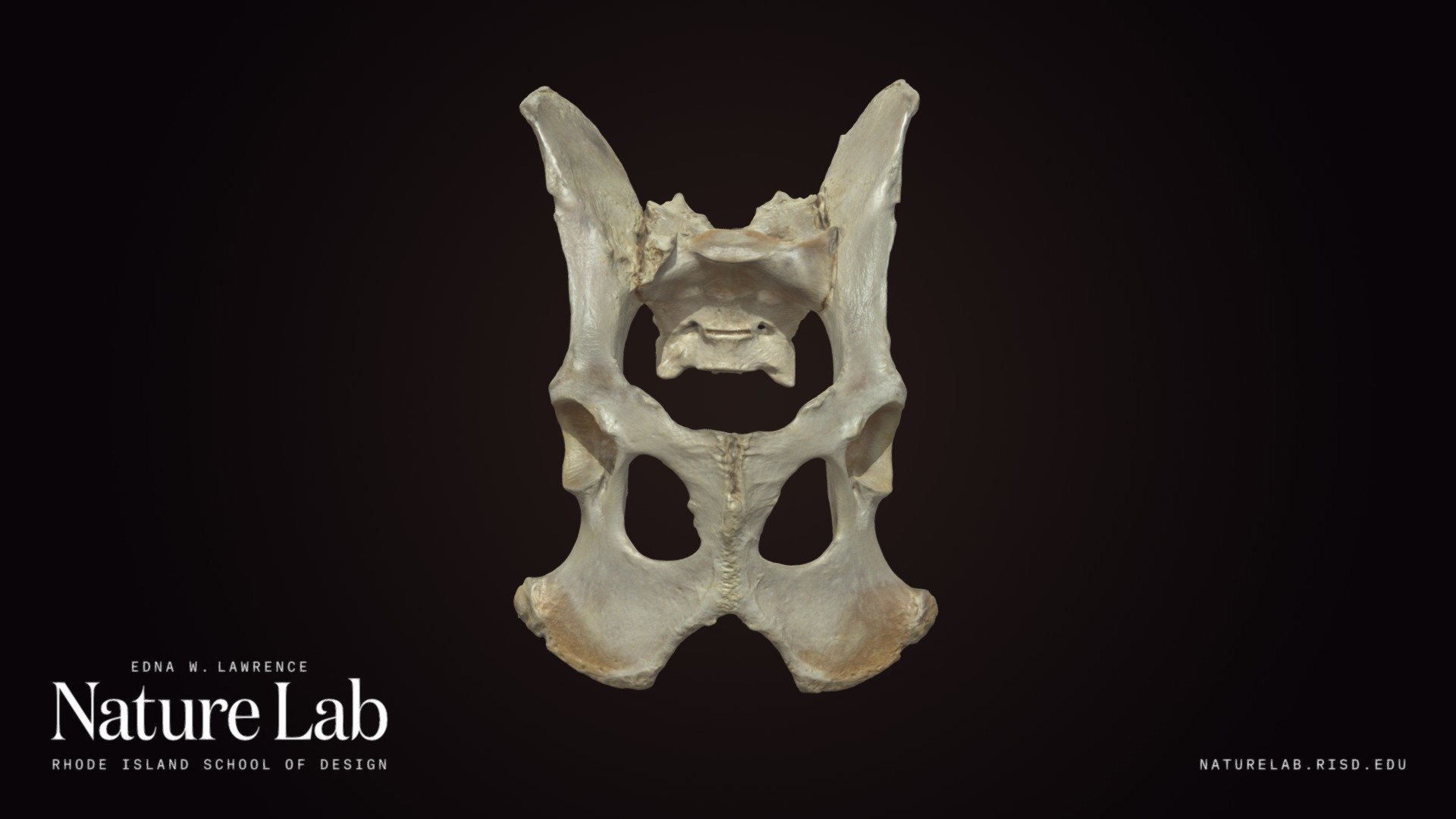 Domestic Dog Pelvis - Download Free 3D model by RISD Nature Lab (@RISDNaturelab) [c21f6a1 ...