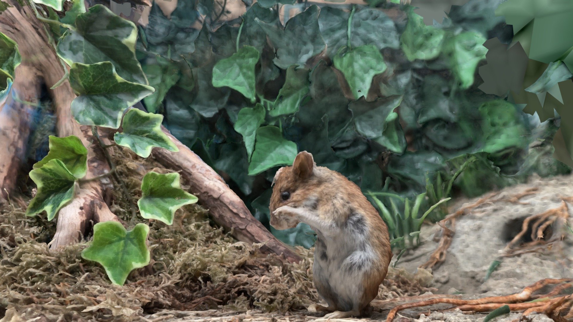 Mouse Diorama - Download Free 3D model by CrowsEpicScans [c21fa44 ...