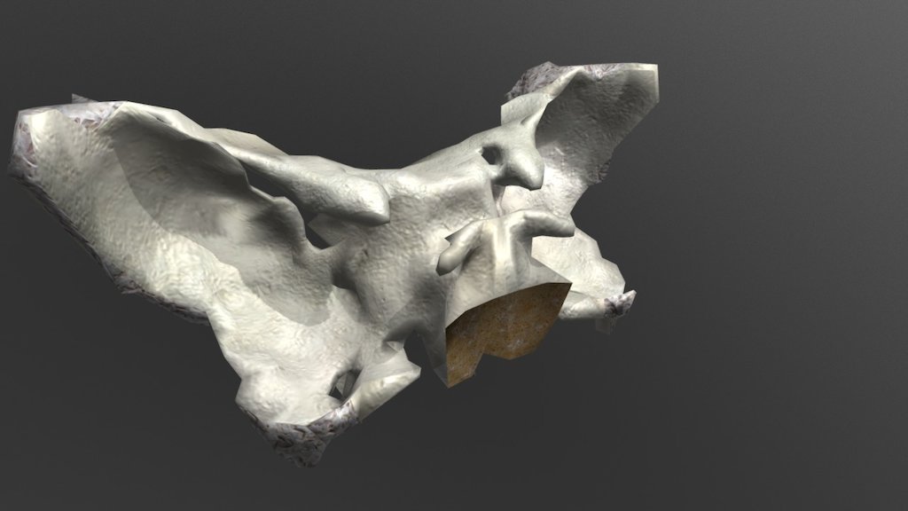 Sphenoid - 3D model by walshlab [c222924] - Sketchfab