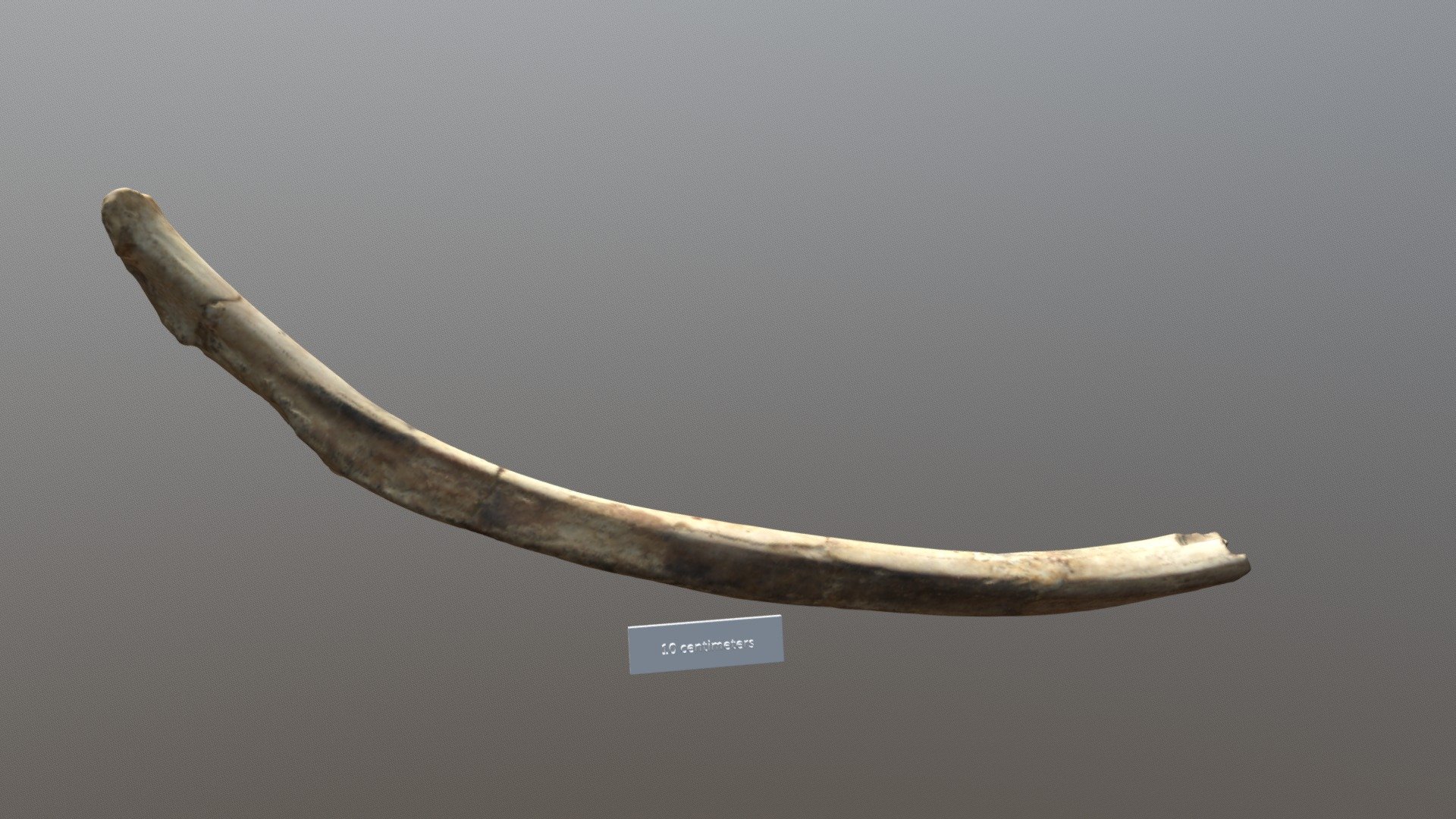 Mastodon Rib (VCU_3D_3764) - 3D model by Virtual Curation Lab ...