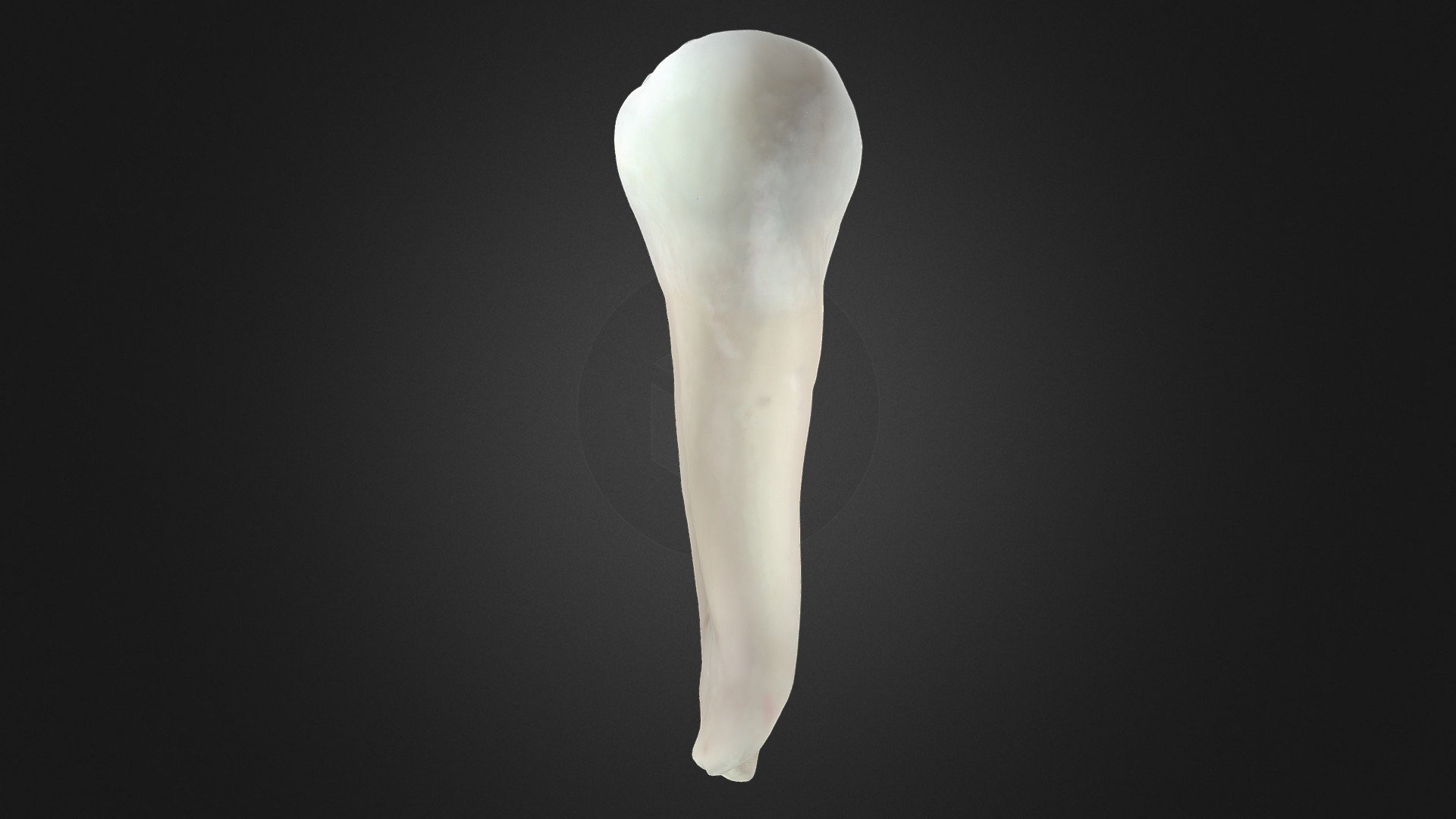 Dente 25 - Upper Left Second Premolar (ID 25a) - Download Free 3D model ...