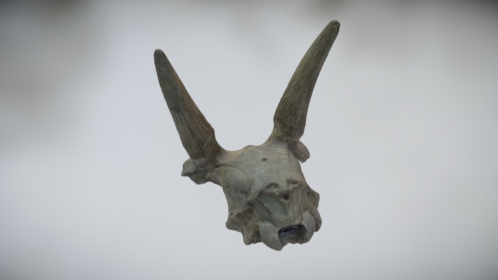 SAIGA SKULL - Download Free 3D model by geoscan_uav [c2358f0] - Sketchfab