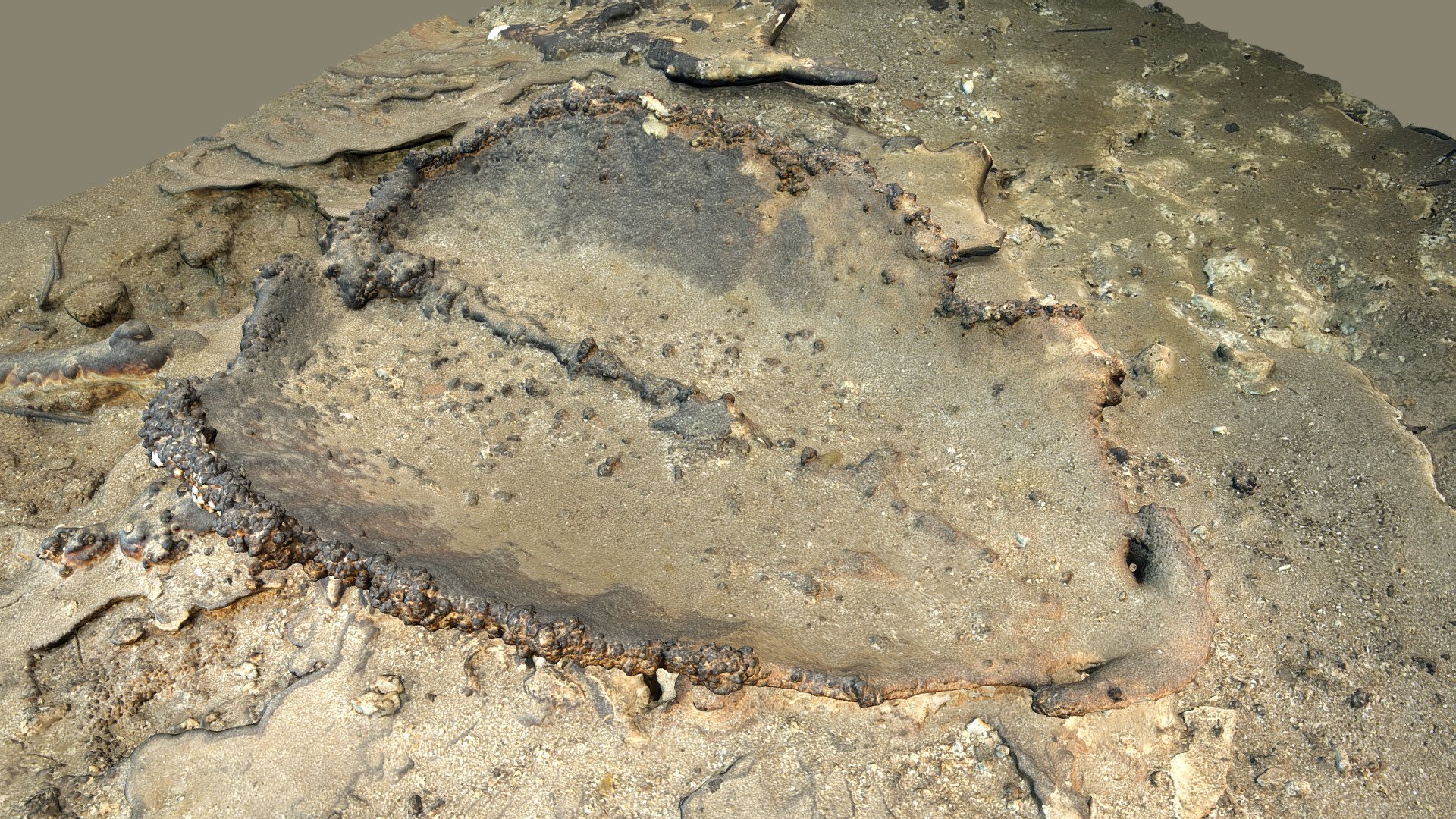 Turtle Shell Fossil - 3D model by martin.broen [c23c729] - Sketchfab