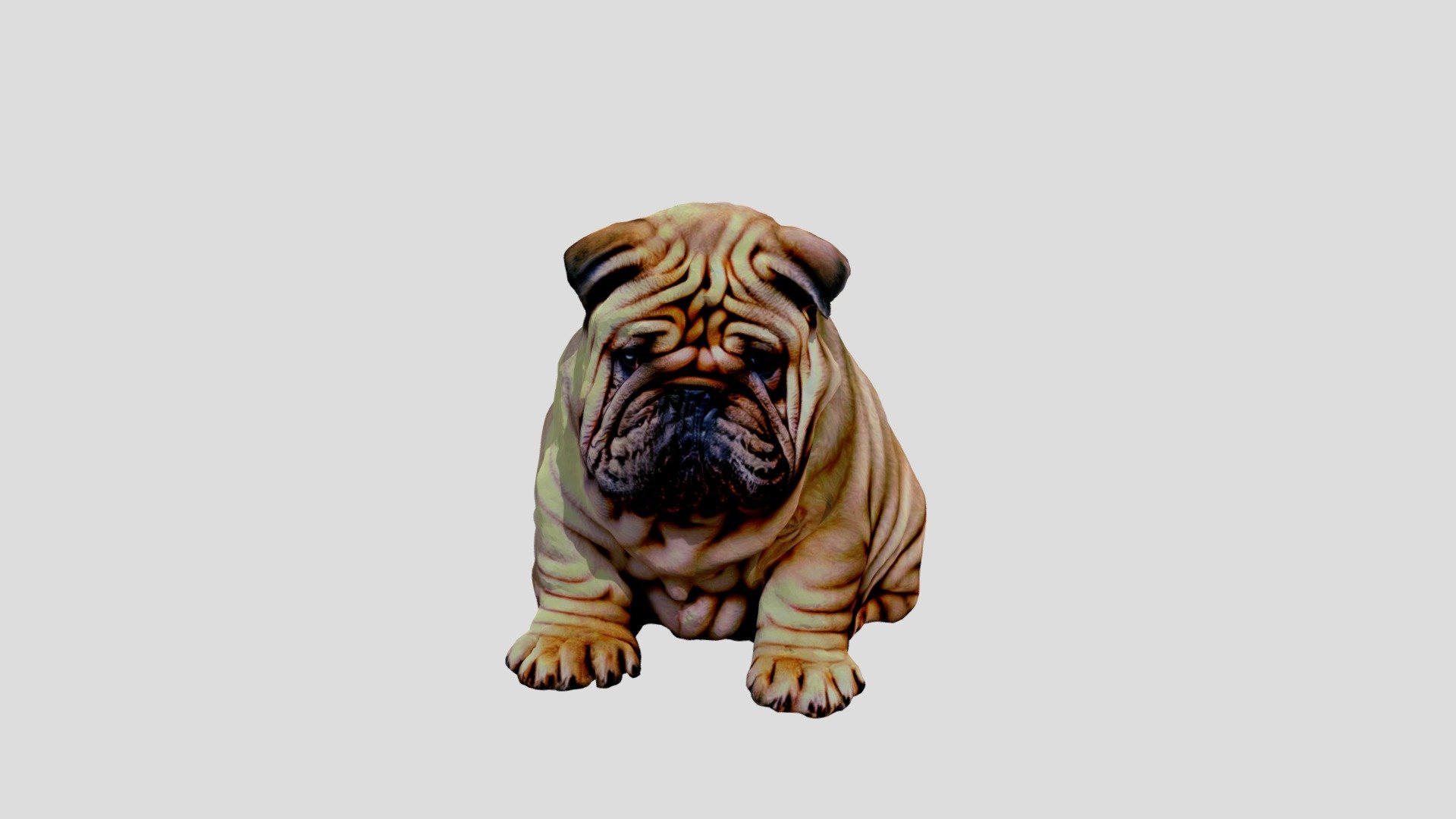 Sharpei Damoxy - Buy Royalty Free 3D model by Jimmy Gunawan ...