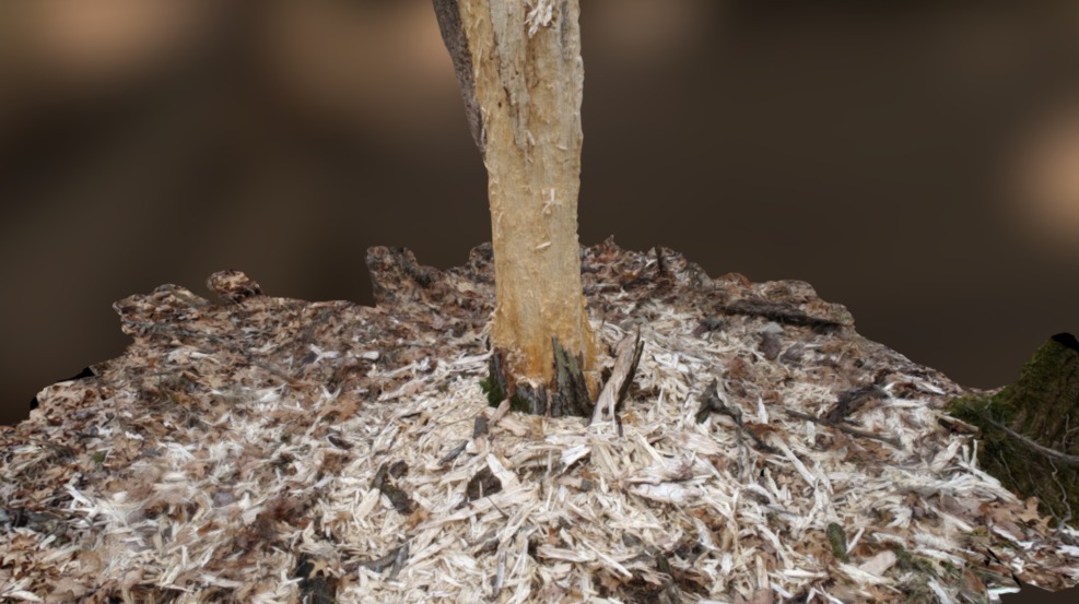 Deer-rutted, rotten tree - Download Free 3D model by John Fino ...