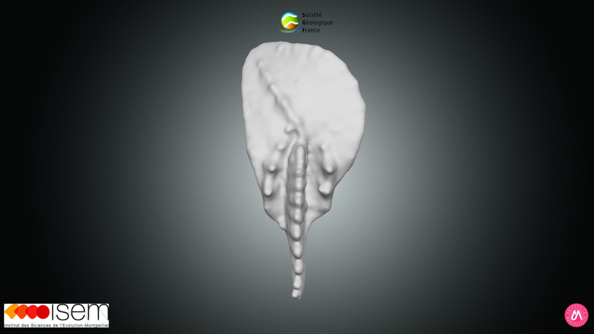 Conodonte - Siphonodella leiosa - Download Free 3D model by Société ...