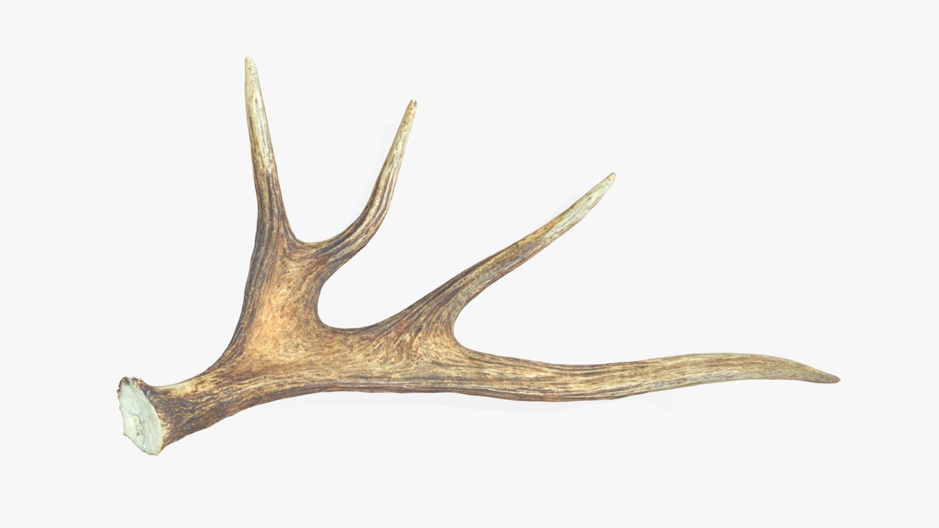 Antler - Buy Royalty Free 3D model by realnothing [c2589cc] - Sketchfab ...