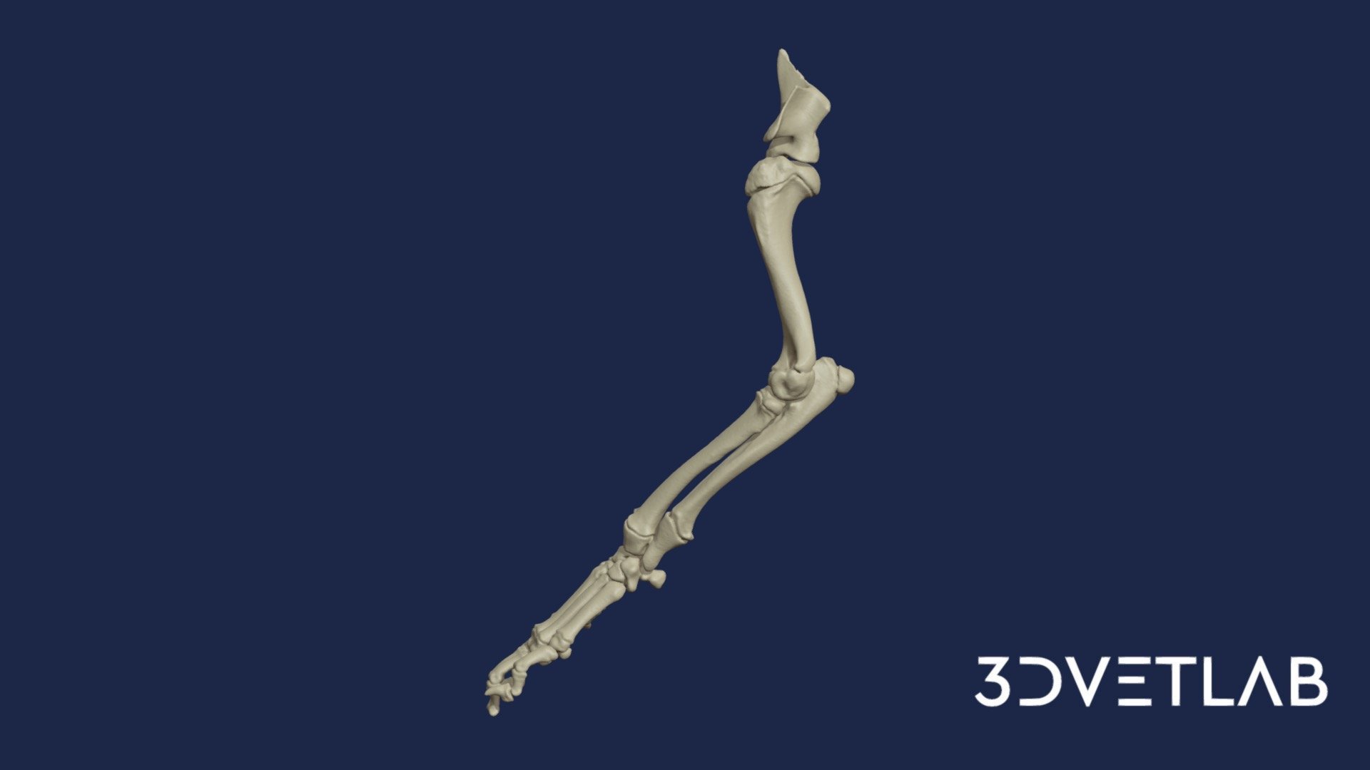 Elbow - 3D model by 3DVetLab [c2598f8] - Sketchfab
