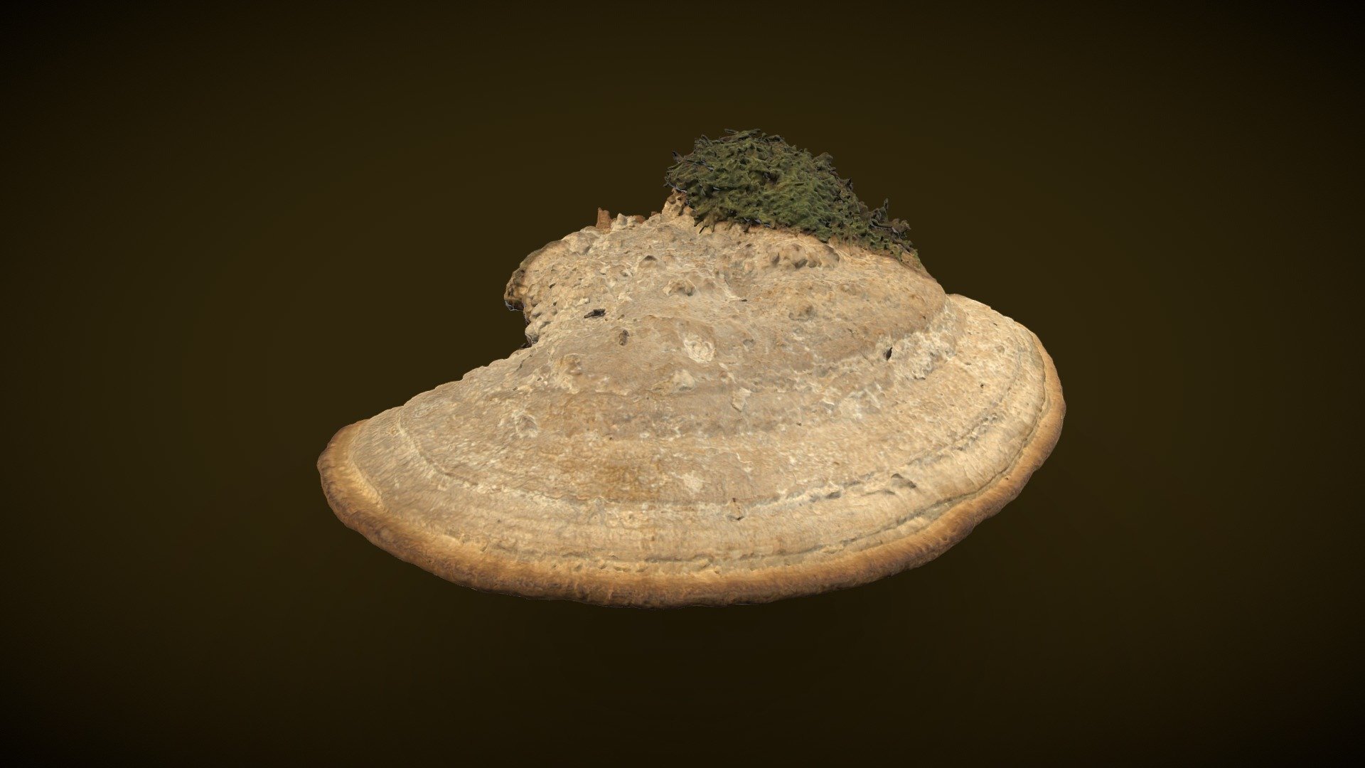 Deadalea quercina - Real fungus 3D scan - Download Free 3D model by ...