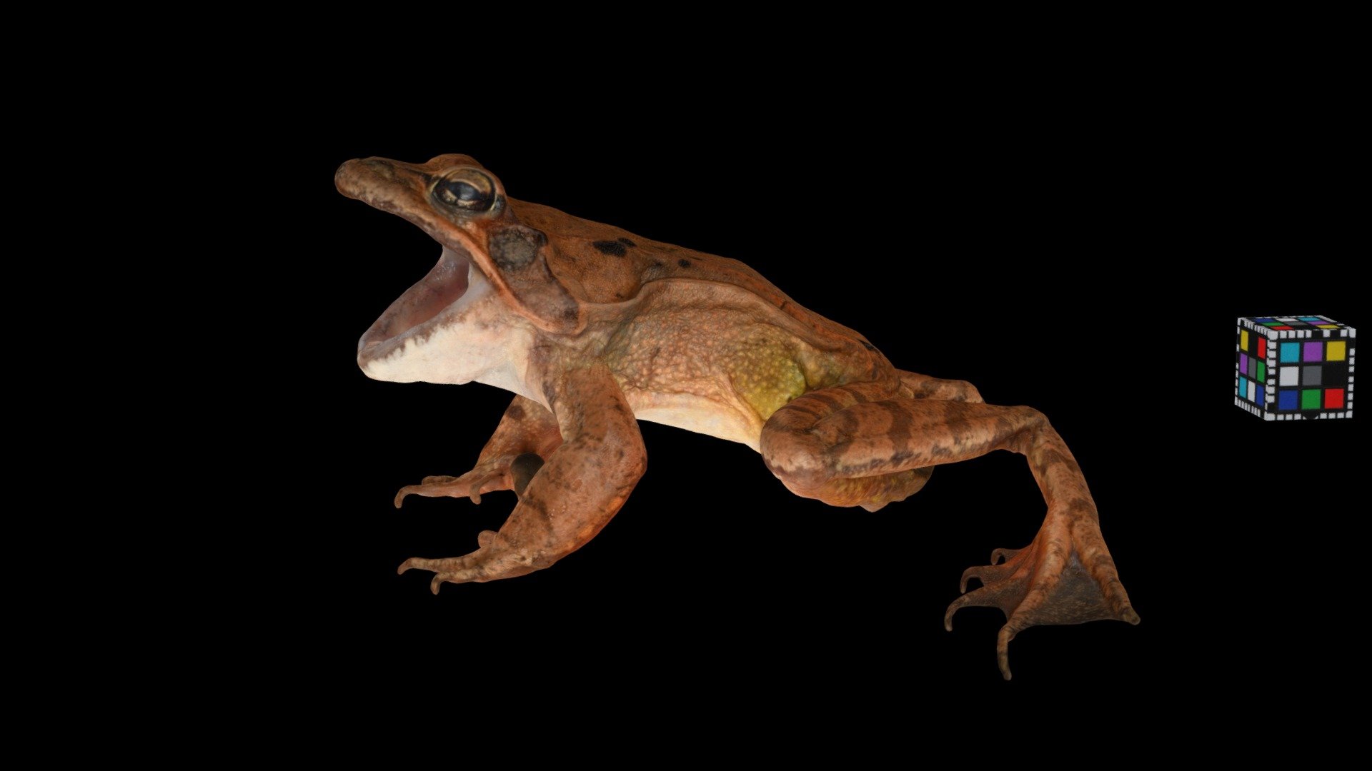 チョウセンヤマアカガエル 🐸 ♂ Ueno's Brown Frog, Rana uenoi - 3D model by ffish.asia / floraZia.com ...