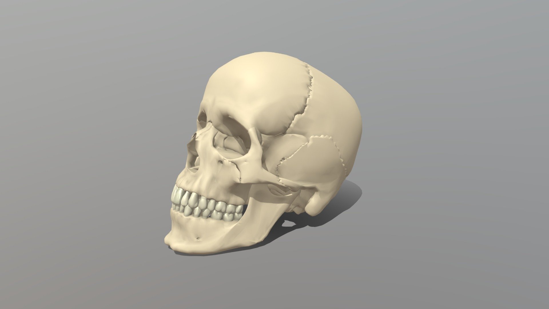 HumanSkull - Download Free 3D model by mwdesign [c26619d] - Sketchfab