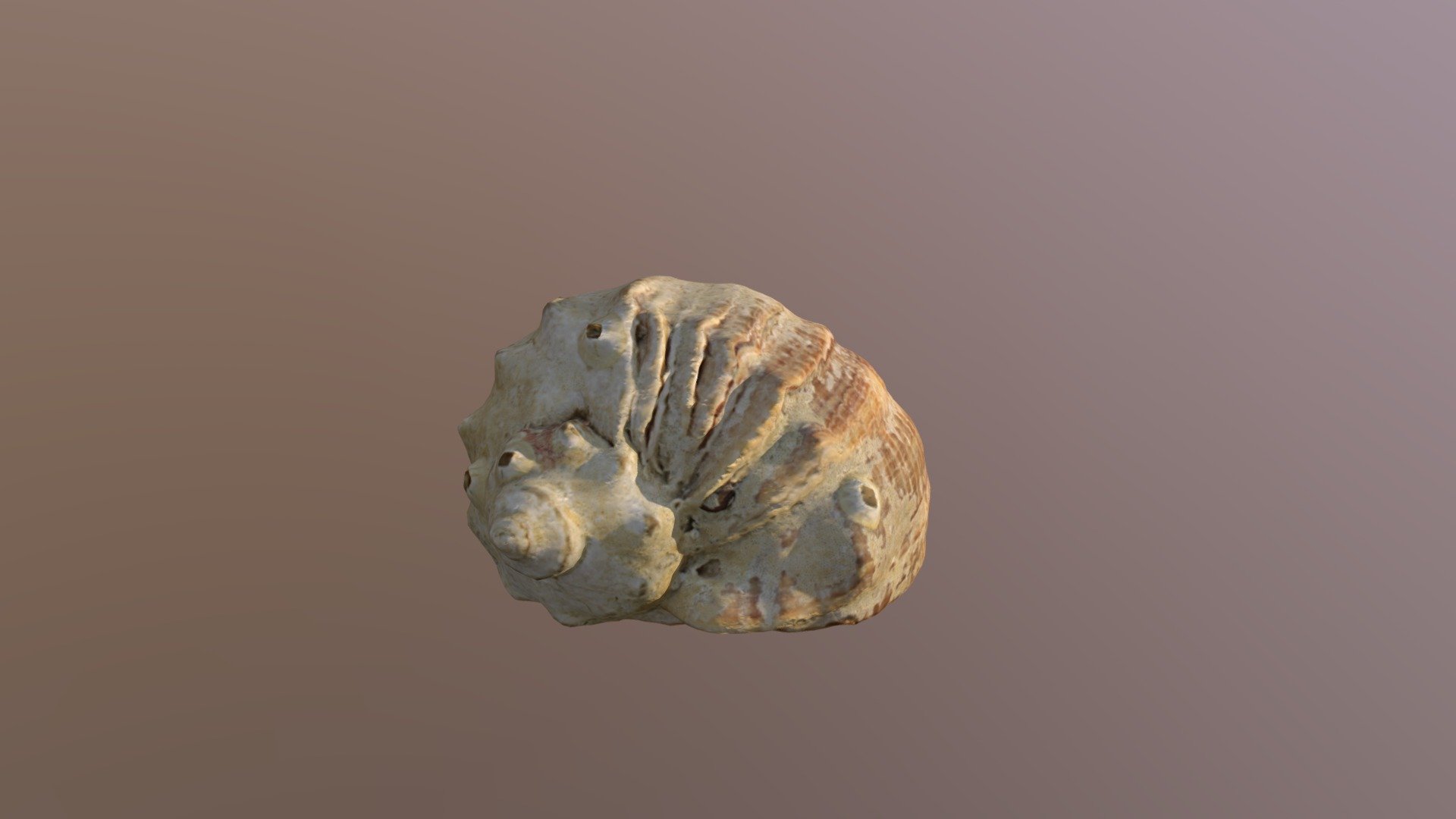 Sea Shell Scan - 3D model by Scanholm [c26ab23] - Sketchfab