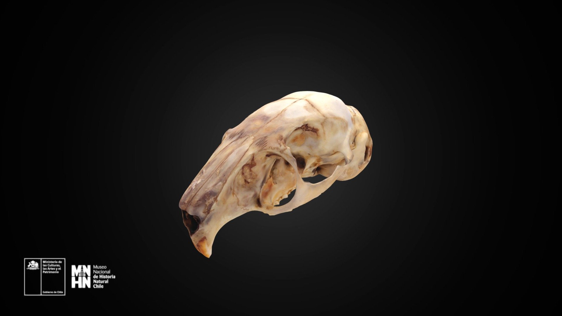Octodon degus - Download Free 3D model by Museo Nacional de Historia ...
