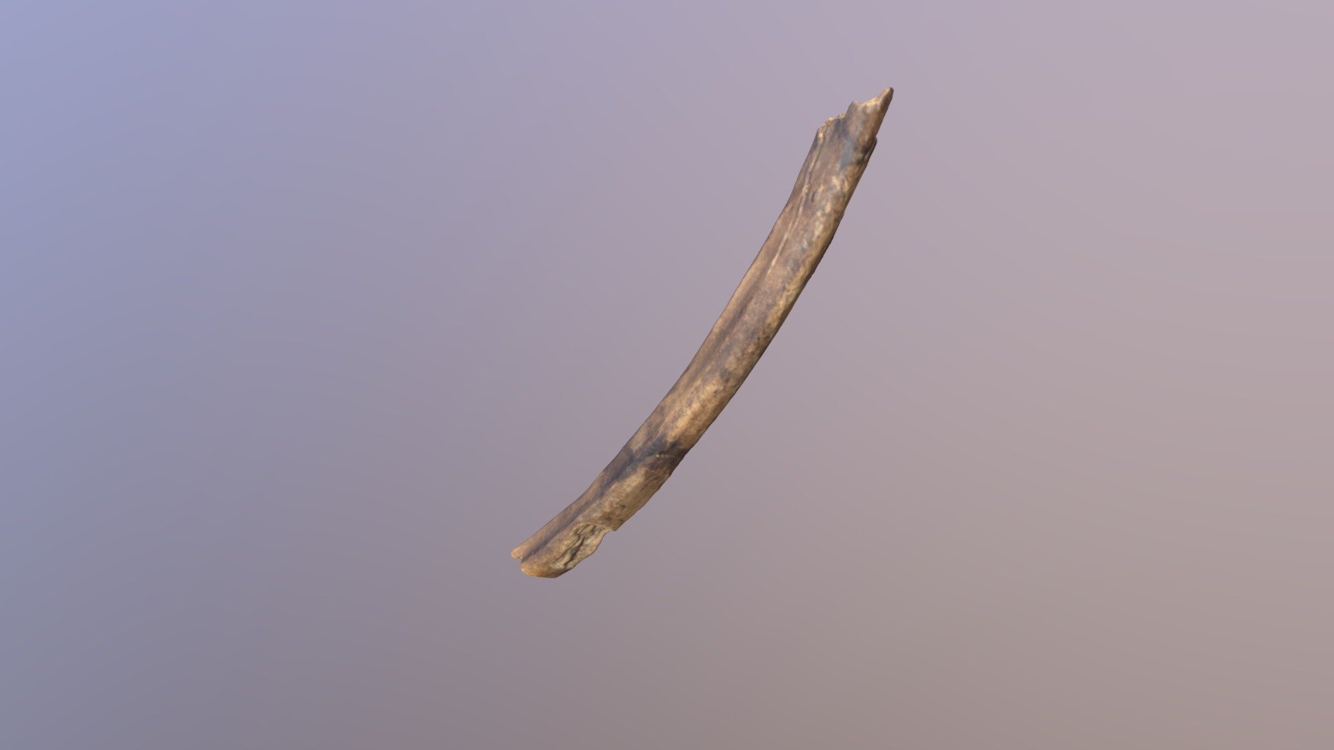 Mastodon Rib (VCU_3D_4195) - 3D model by Virtual Curation Lab ...