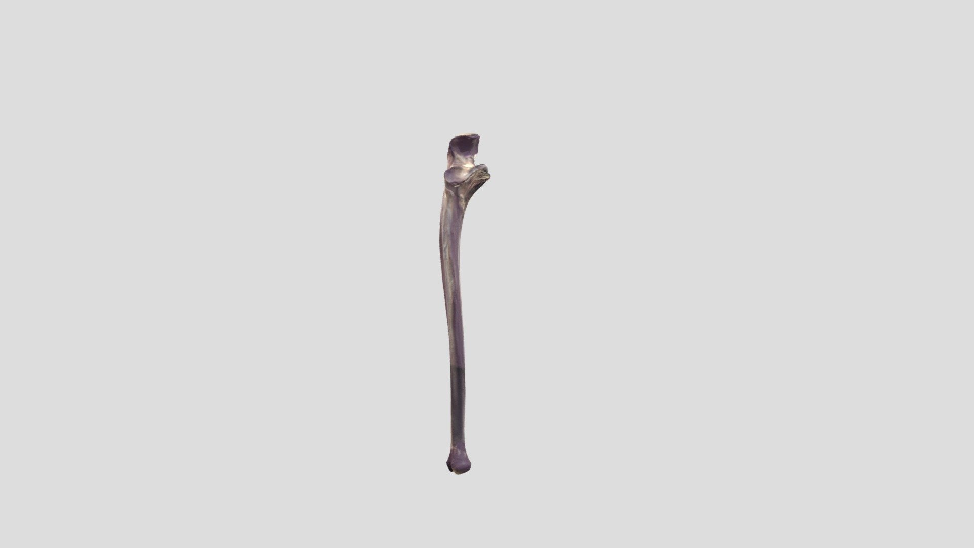 Ulna (left) - 3D model by kucharm [c285fbf] - Sketchfab