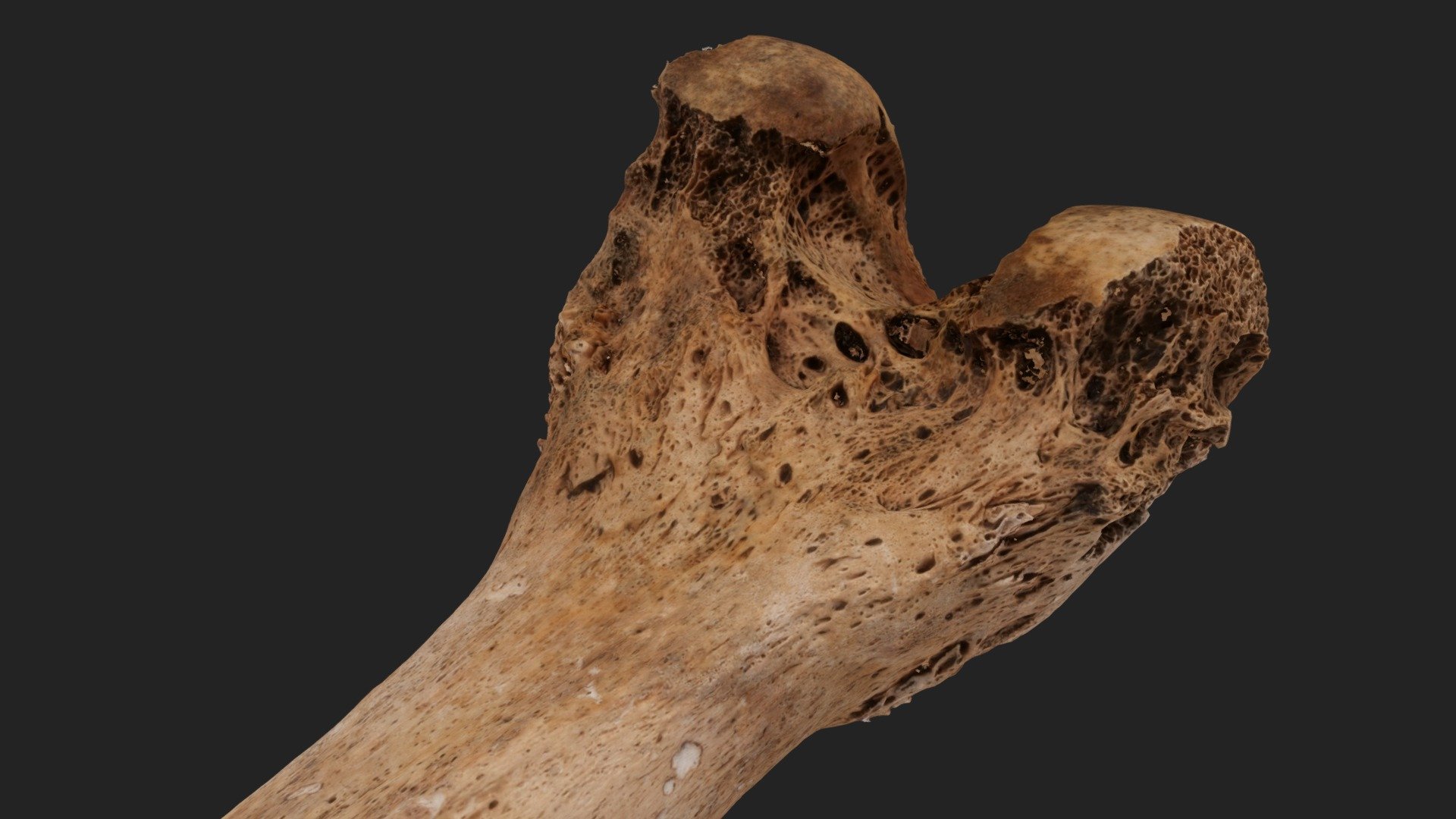 femur - 3D model by ArcheoShare (@e.rachid) [c28695d] - Sketchfab