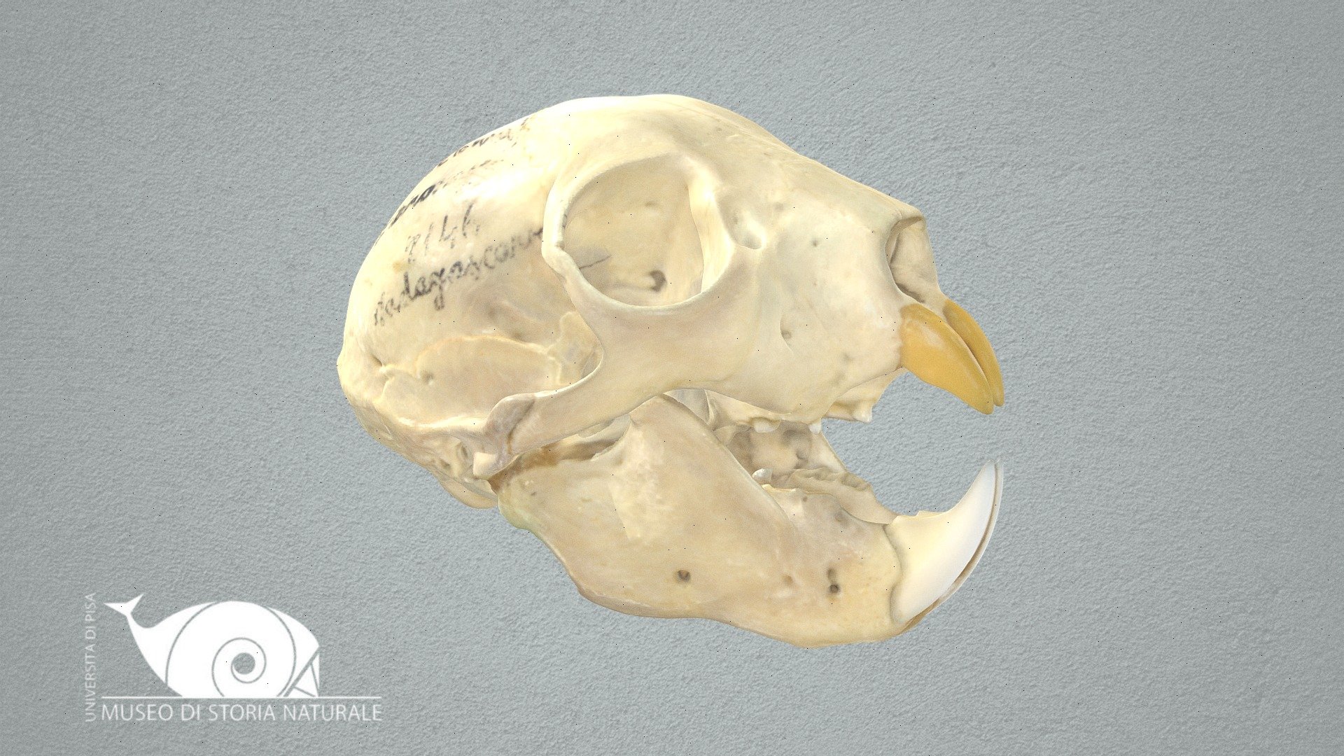 Aye aye - 3D model by Natural History Museum, University of Pisa ...