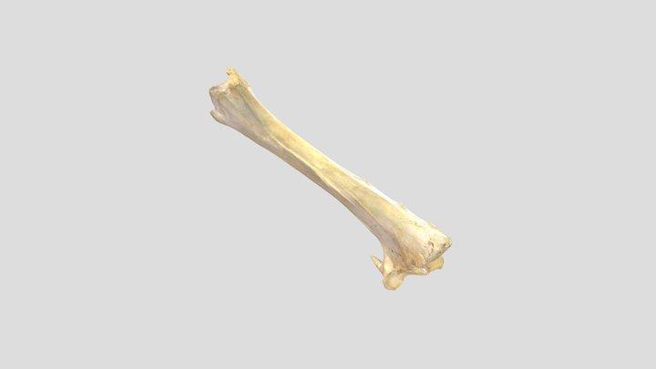 Tibia-bone 3D models - Sketchfab